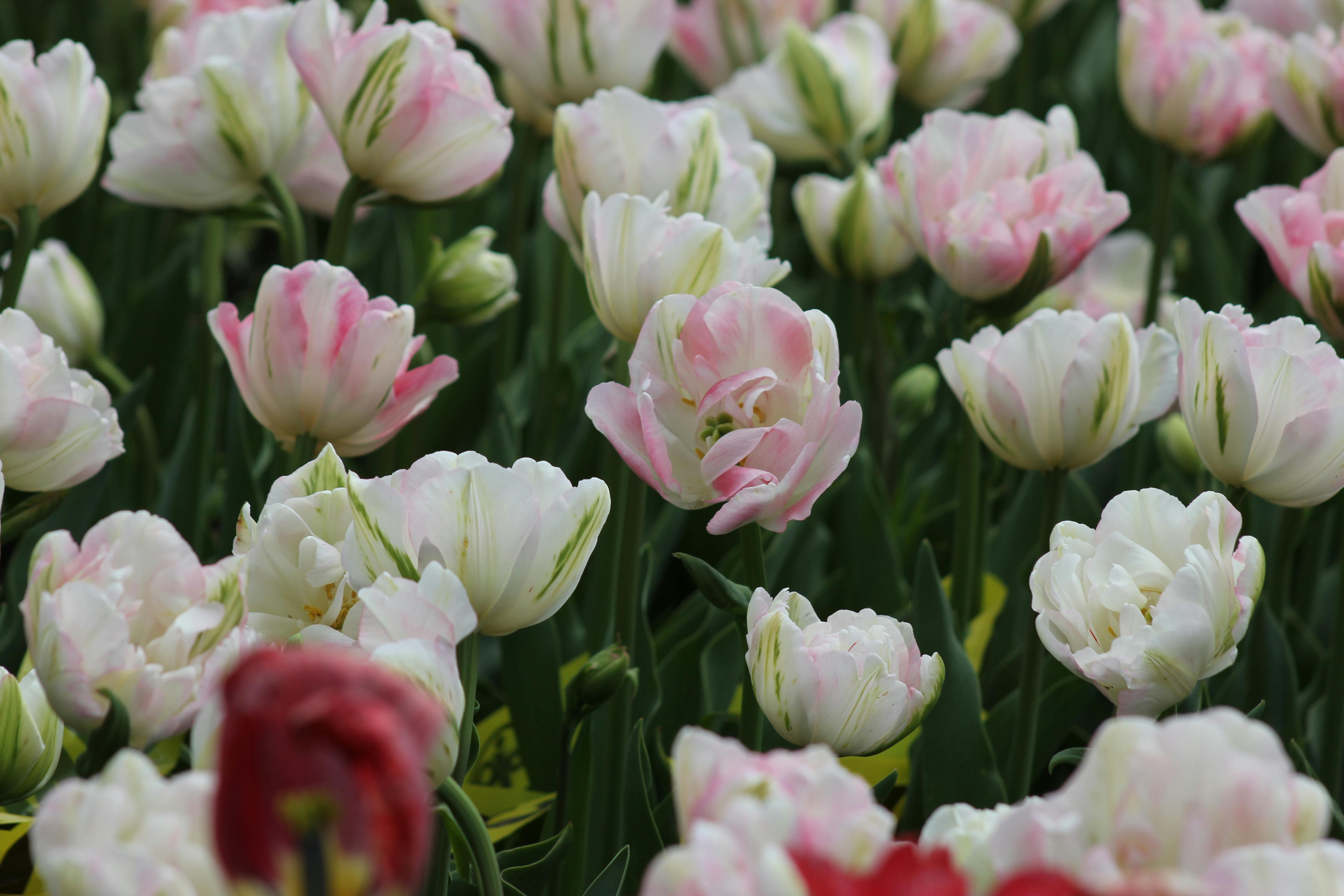 Vibrant Yellow Tulips in Bloom during Spring · Free Stock Photo