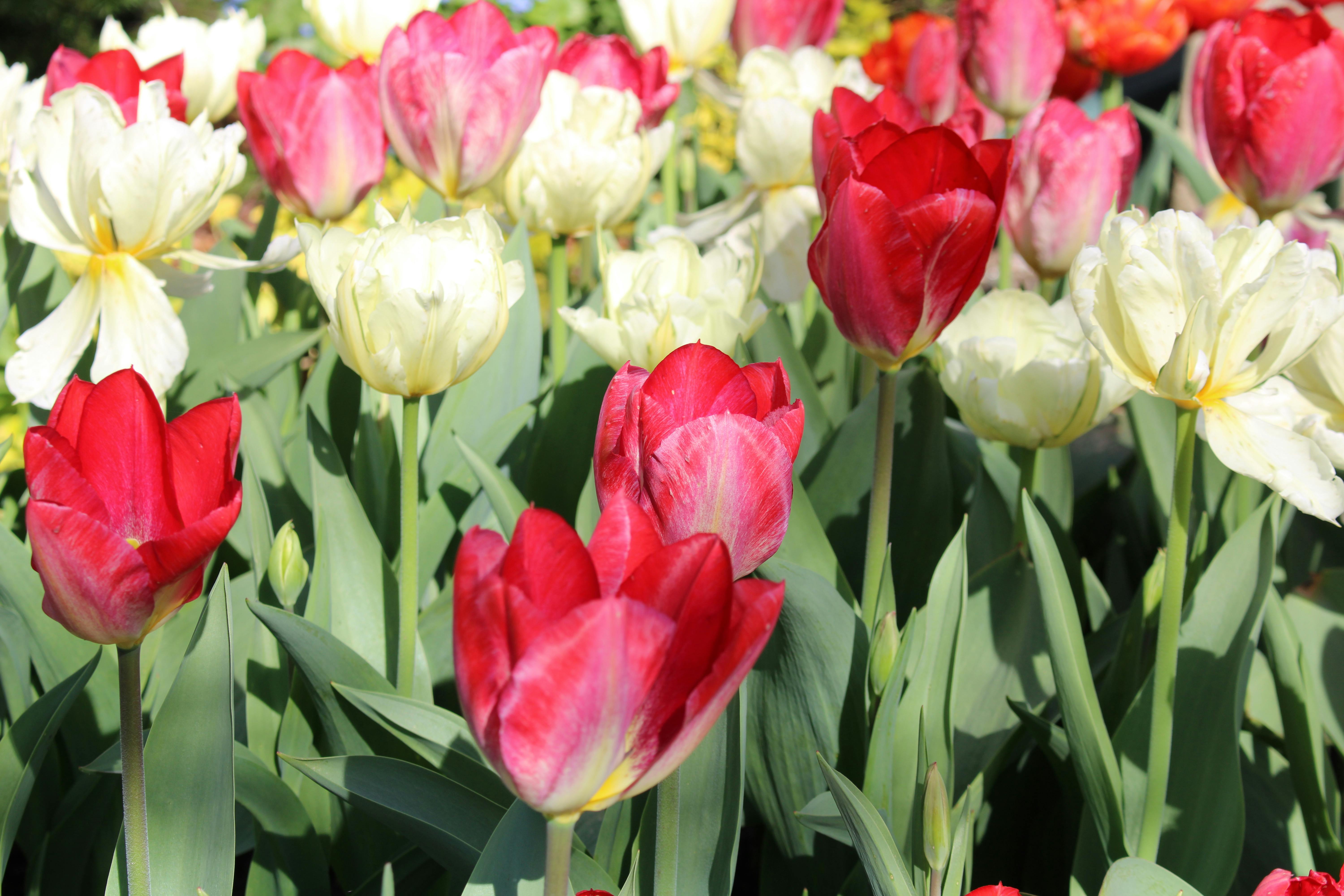 Of Tulips And Photos, Download The BEST Free Of Tulips And Stock Photos ...