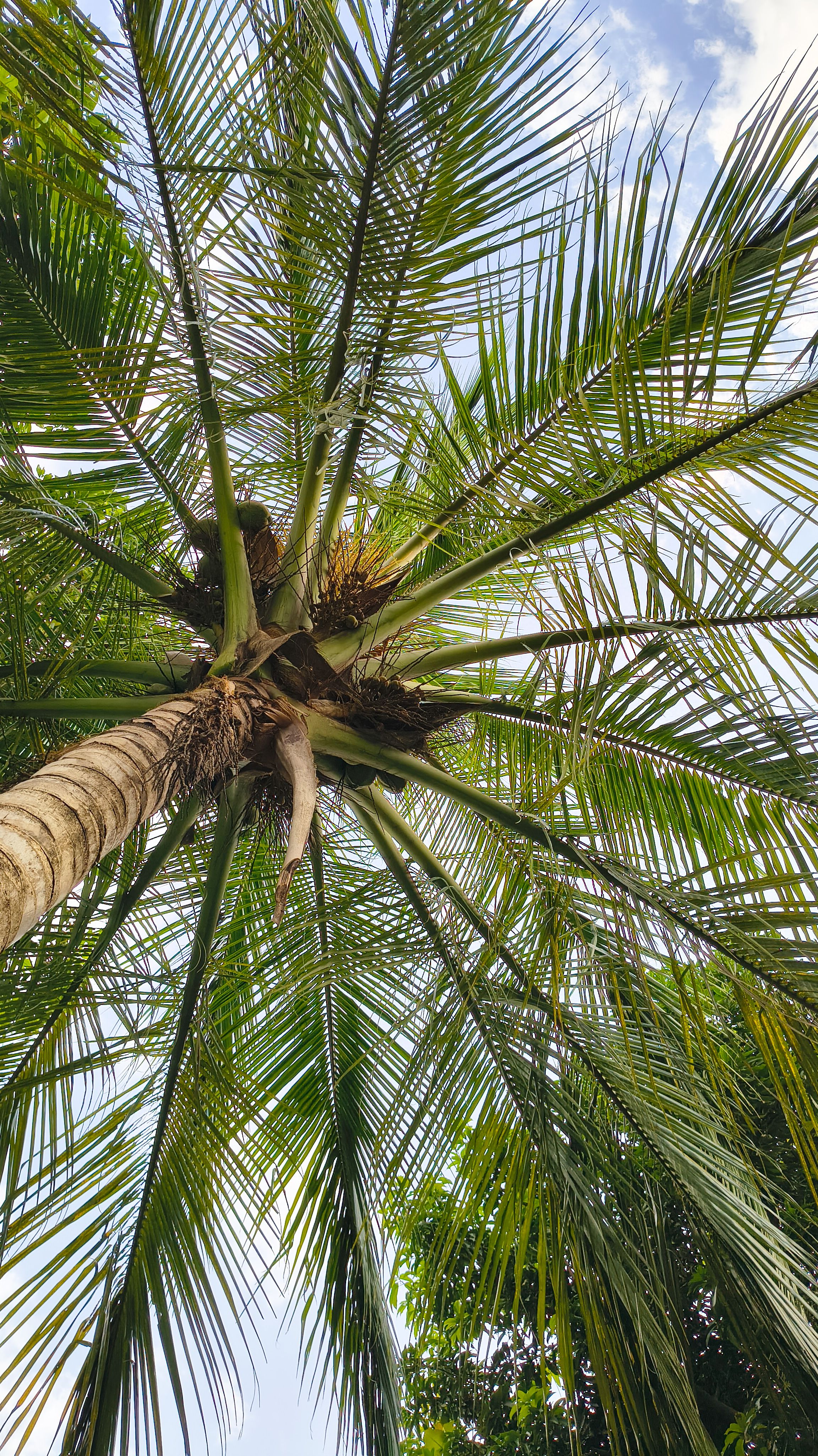 Tropical Palm Tree View from Below · Free Stock Photo