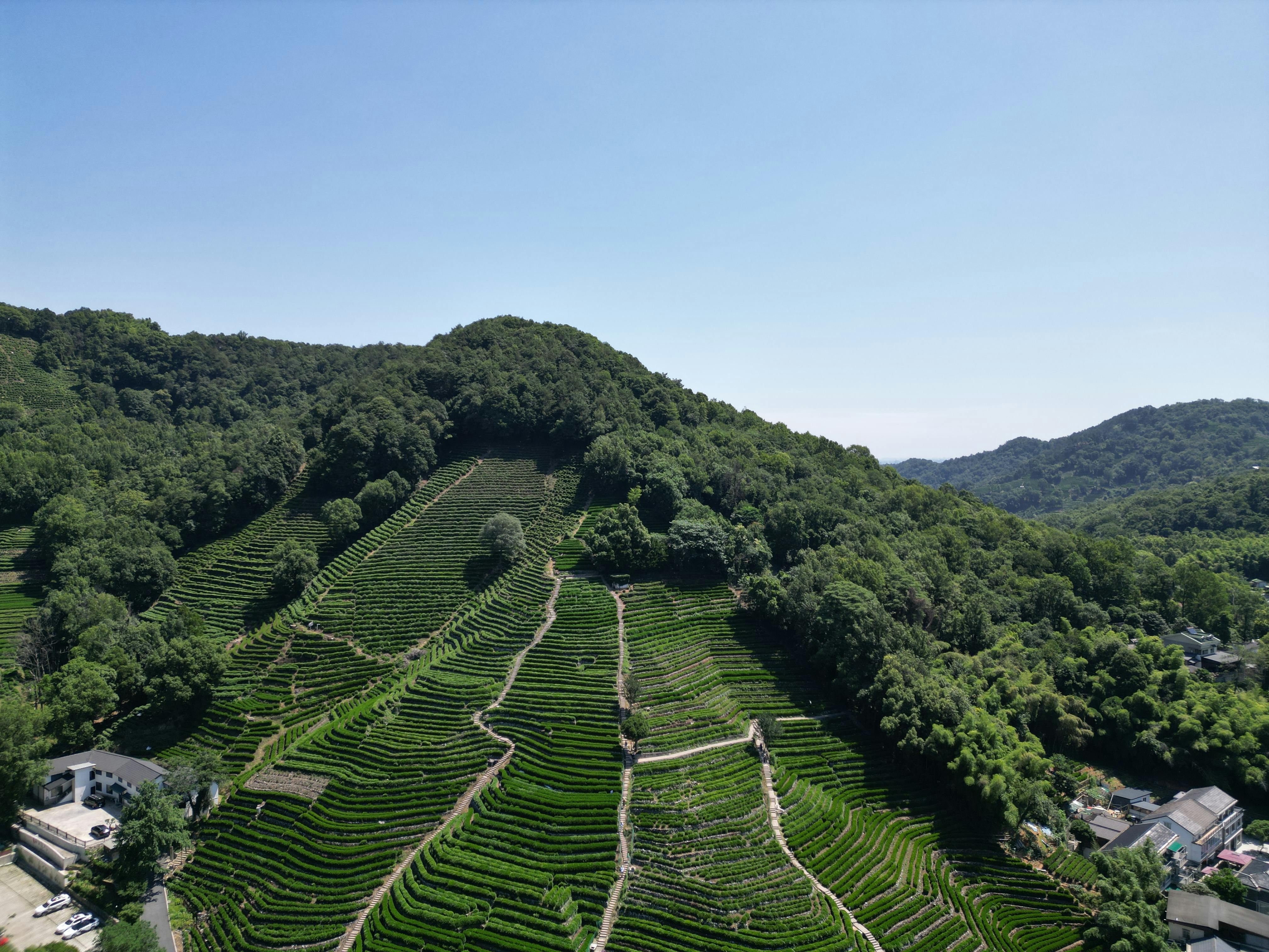 Aerial View of Lush Longjing Tea Plantations in Hangzhou · Free Stock Photo