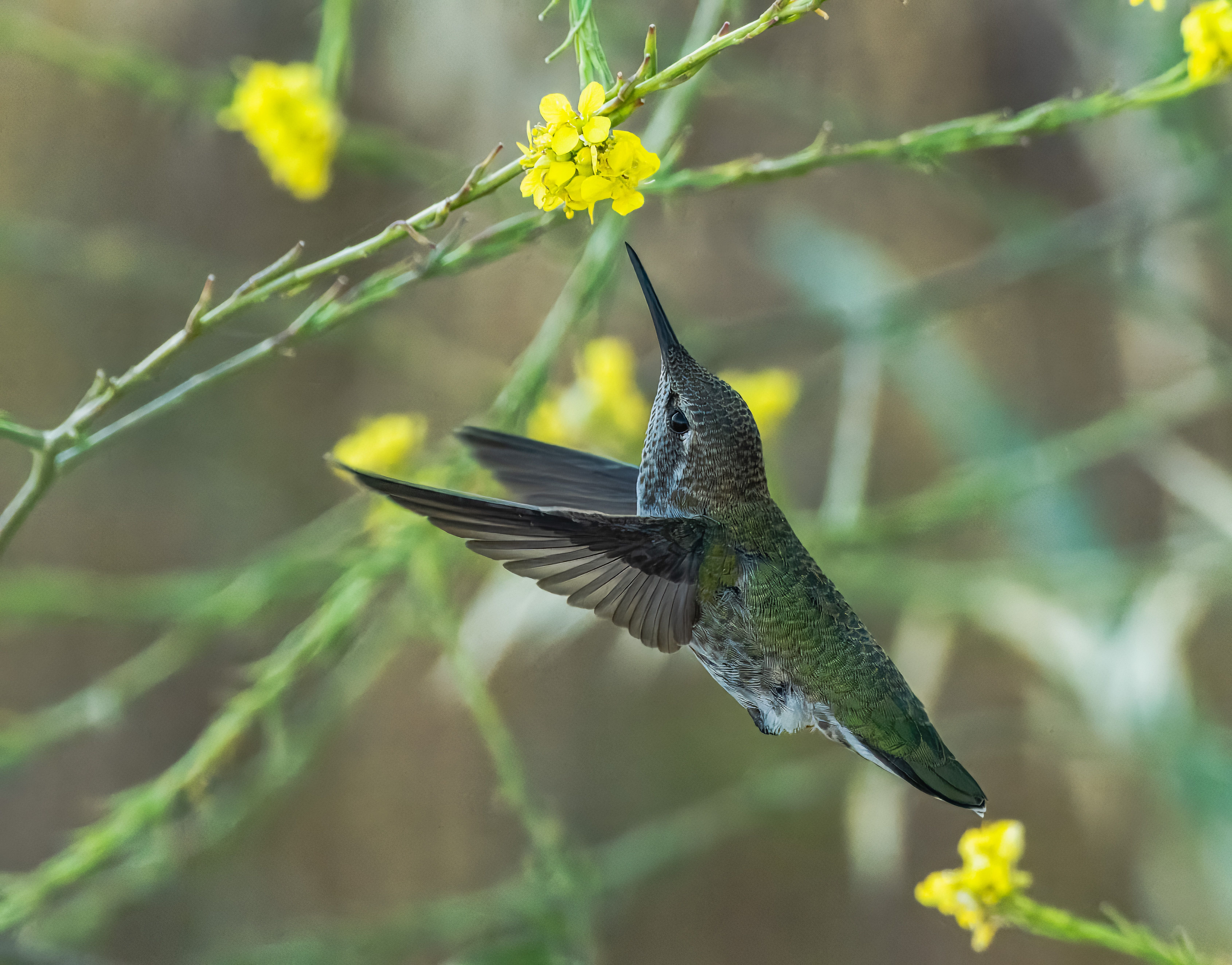 Close-Up Shot of a Hummingbird · Free Stock Photo
