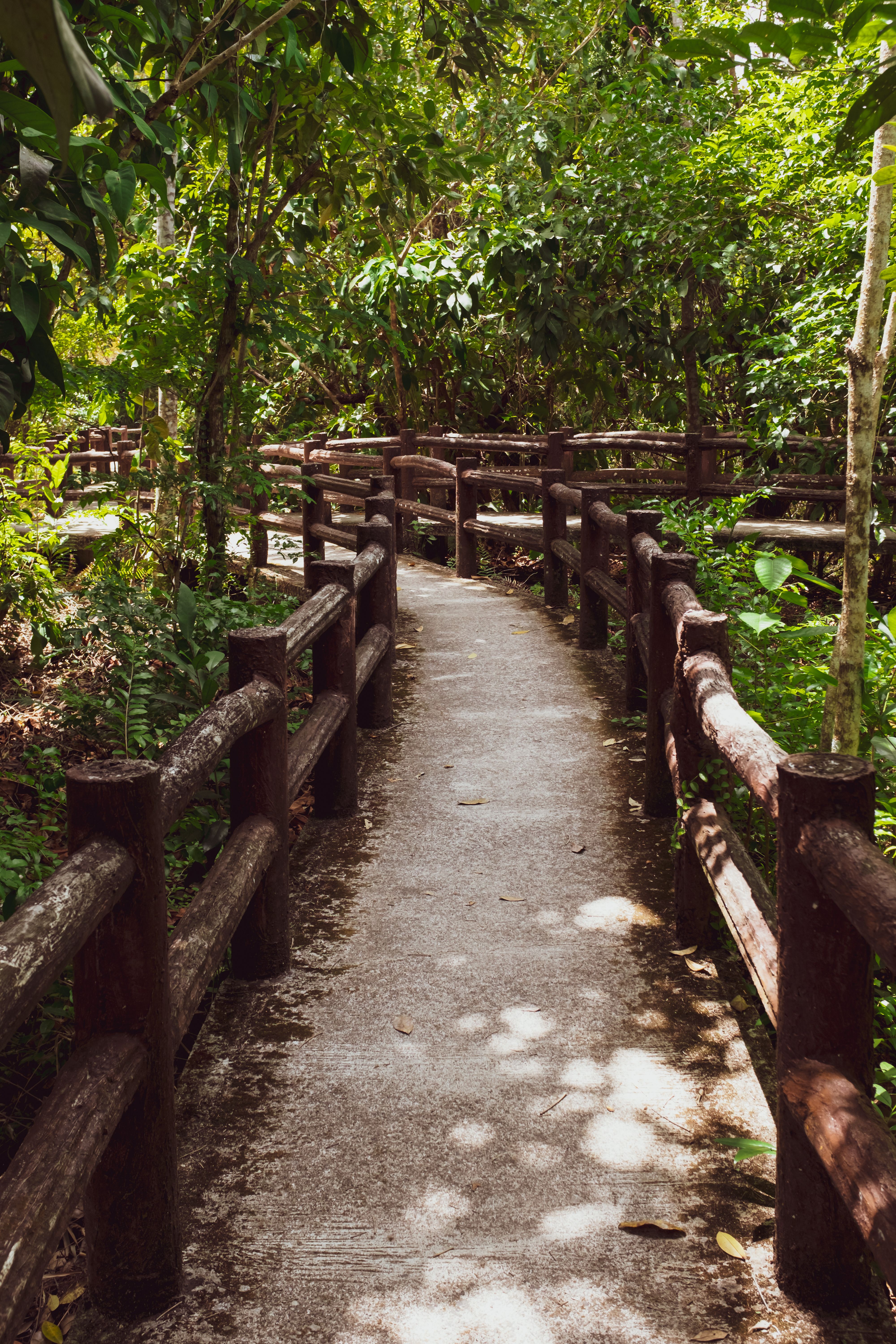 Peaceful Woodland Pathway with Wooden Rails · Free Stock Photo