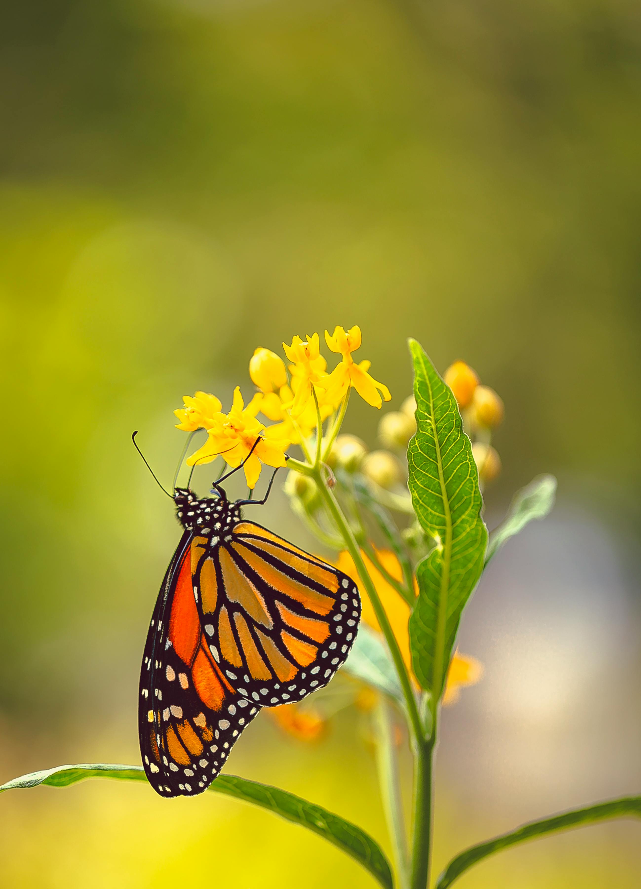 Yellow Monarch Photos, Download The BEST Free Yellow Monarch Stock ...
