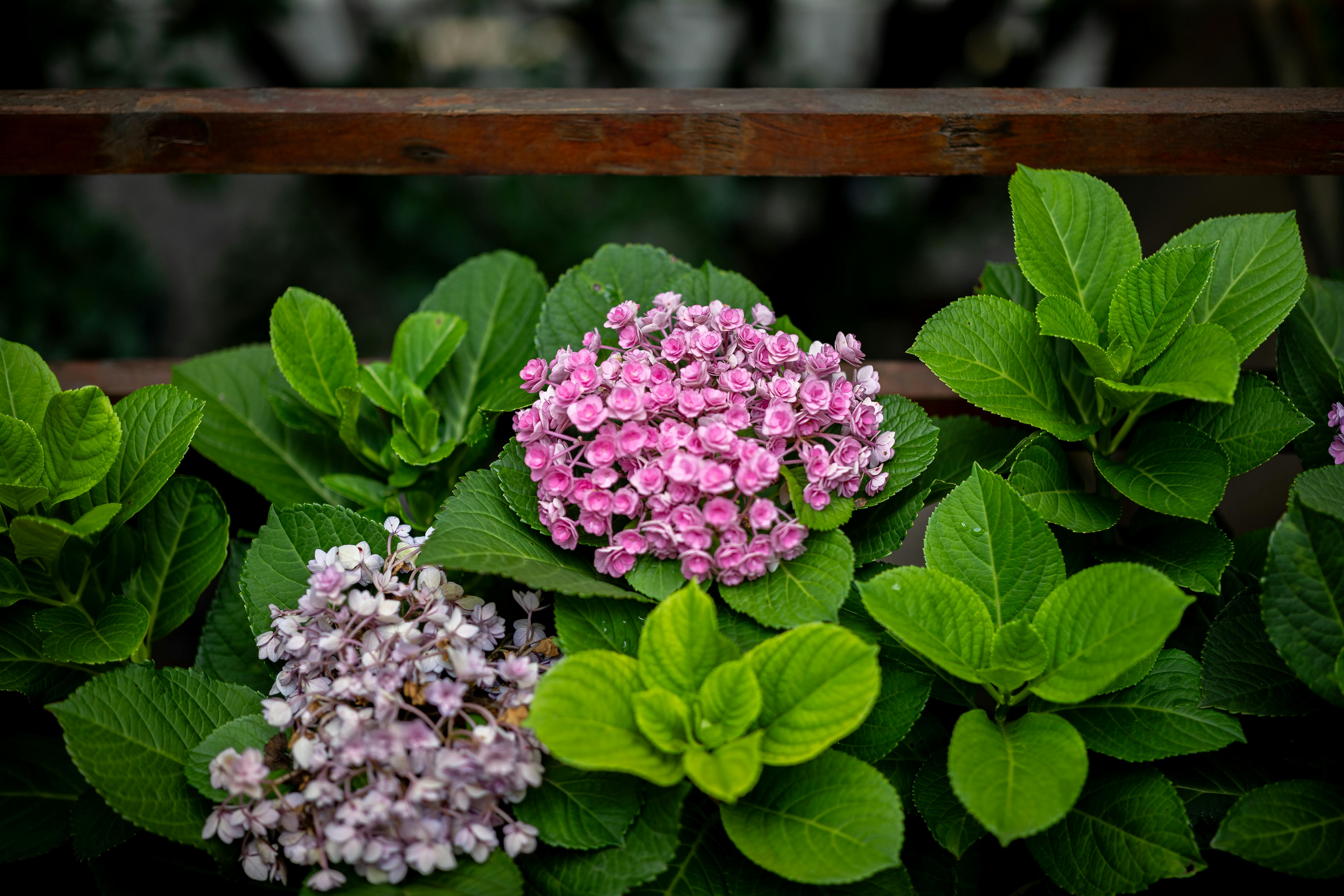 Vibrant Pink and White Hydrangeas in Garden · Free Stock Photo