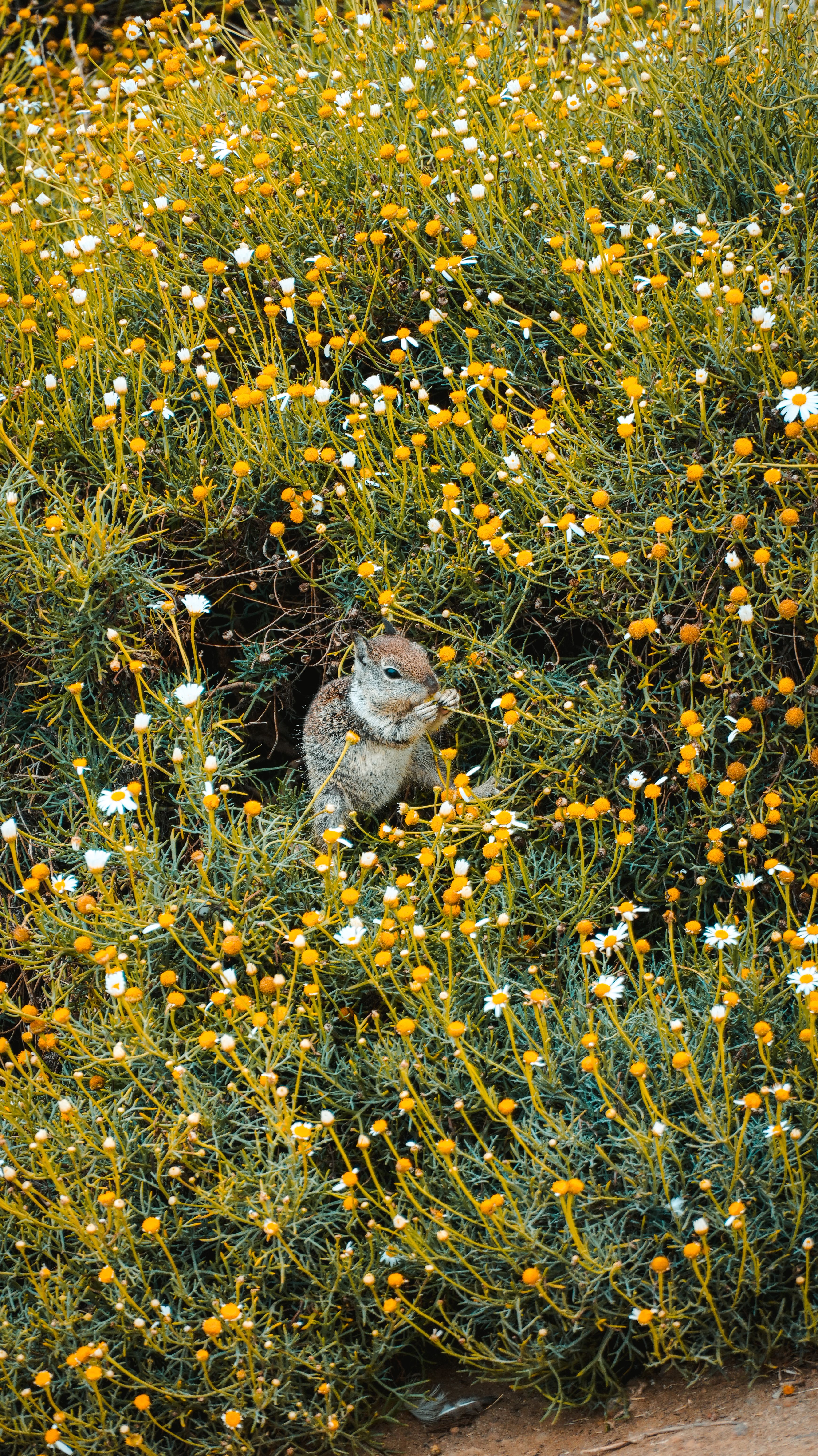 Bush Field Sunsent Photos, Download The BEST Free Bush Field Sunsent ...
