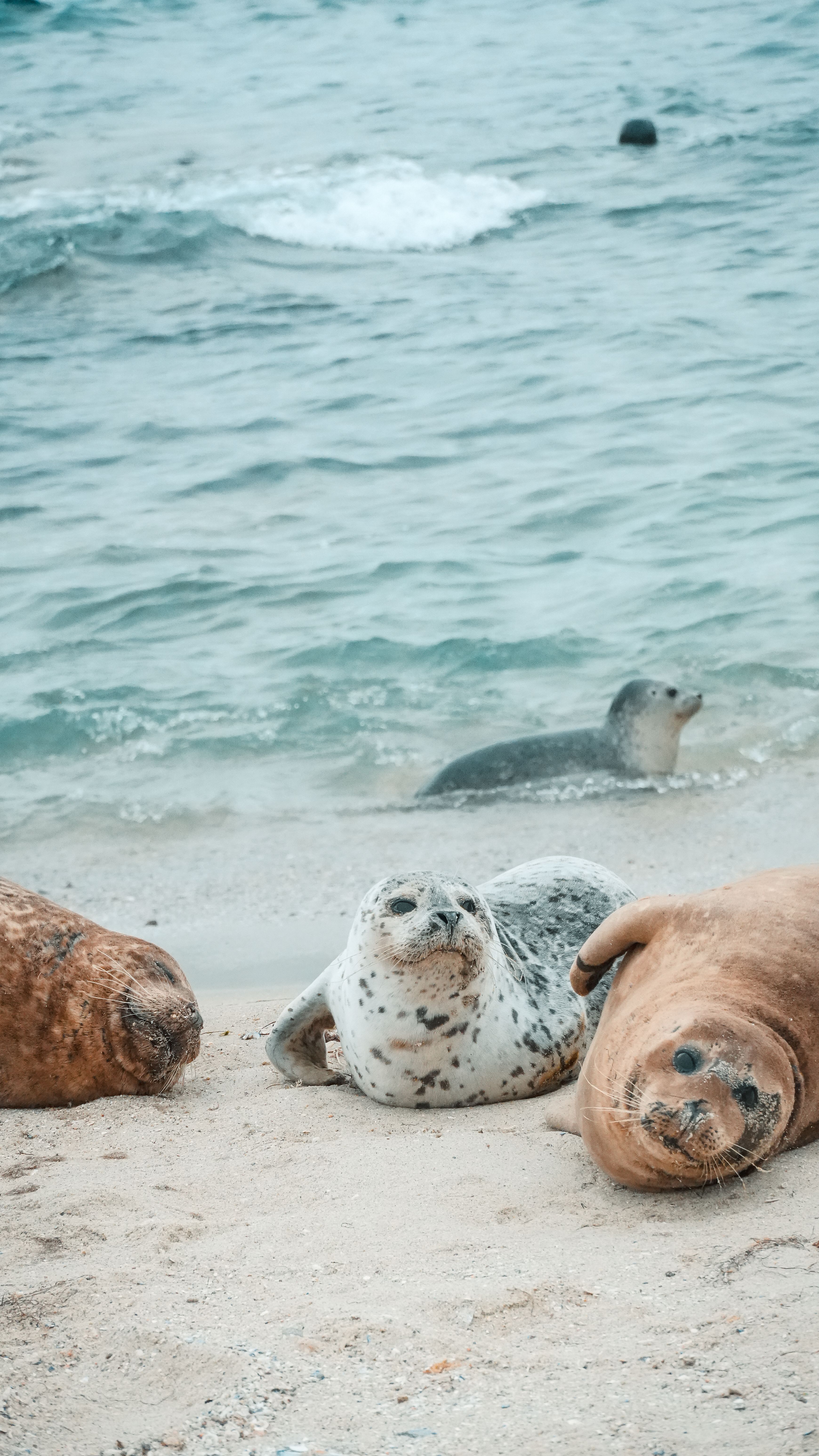 Peaceful Seals Resting on San Diego Beach · Free Stock Photo