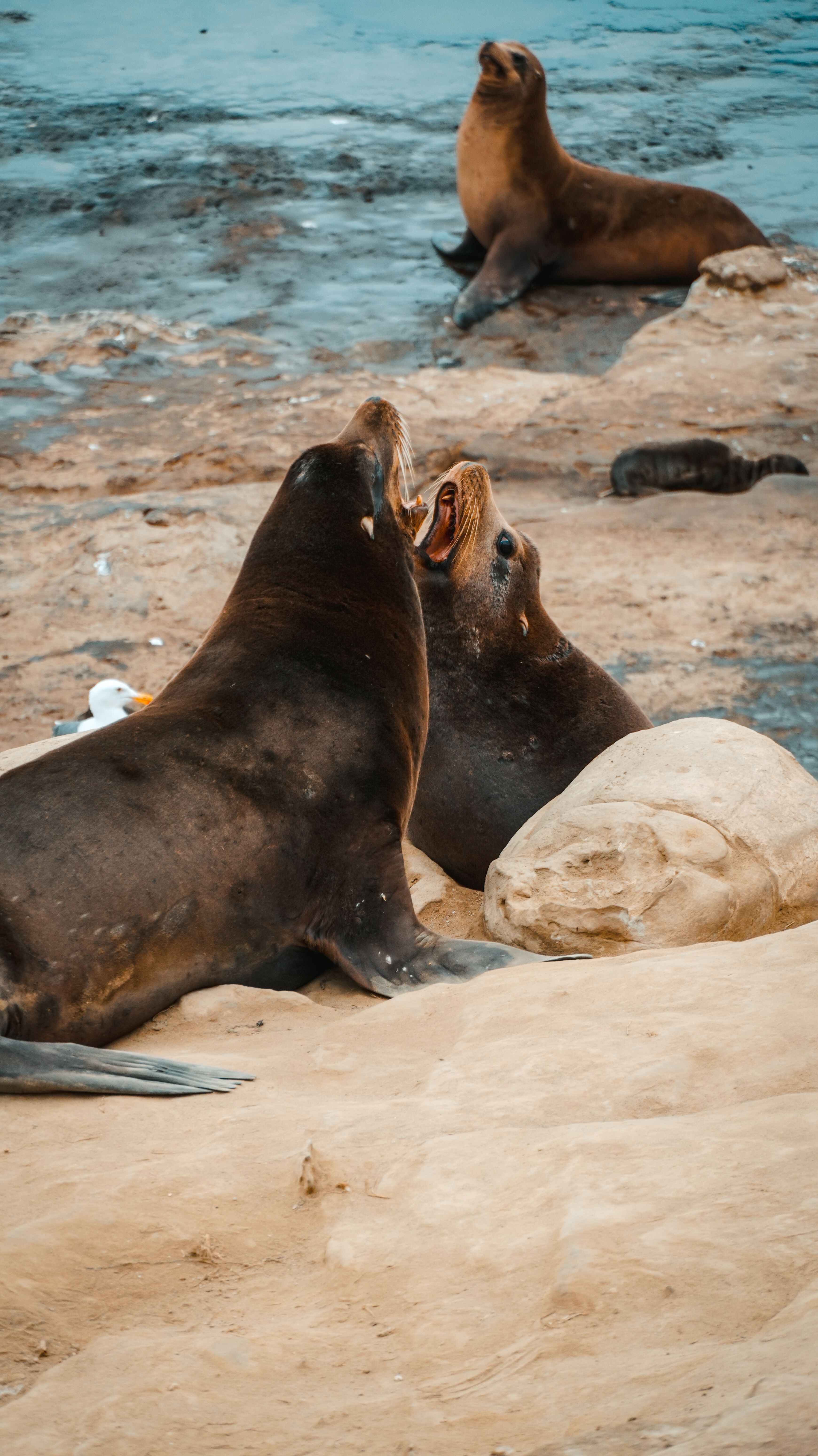 Ocean Animals Photos, Download The BEST Free Ocean Animals Stock Photos ...