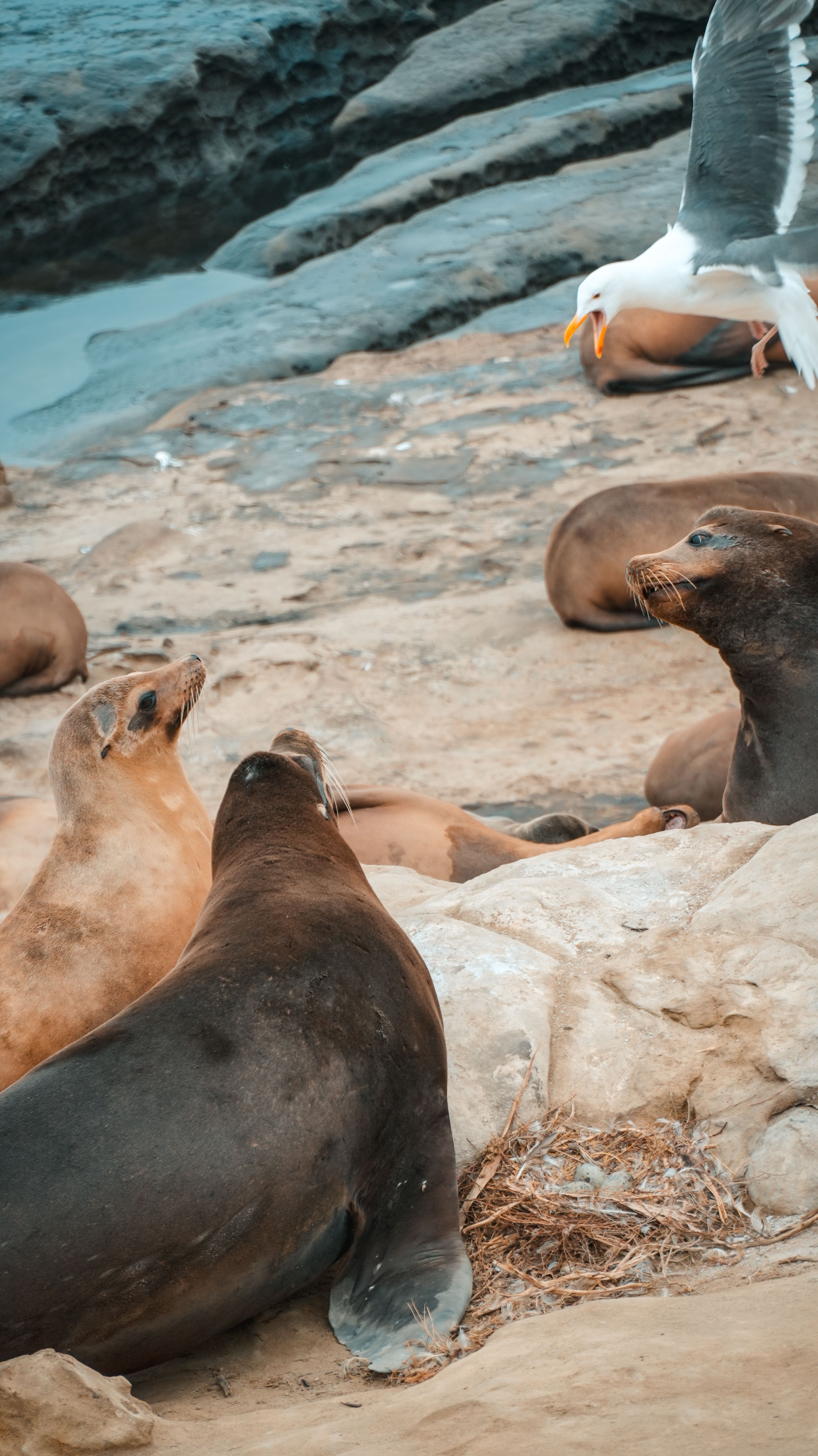 Animal Groups Photos, Download The BEST Free Animal Groups Stock Photos ...