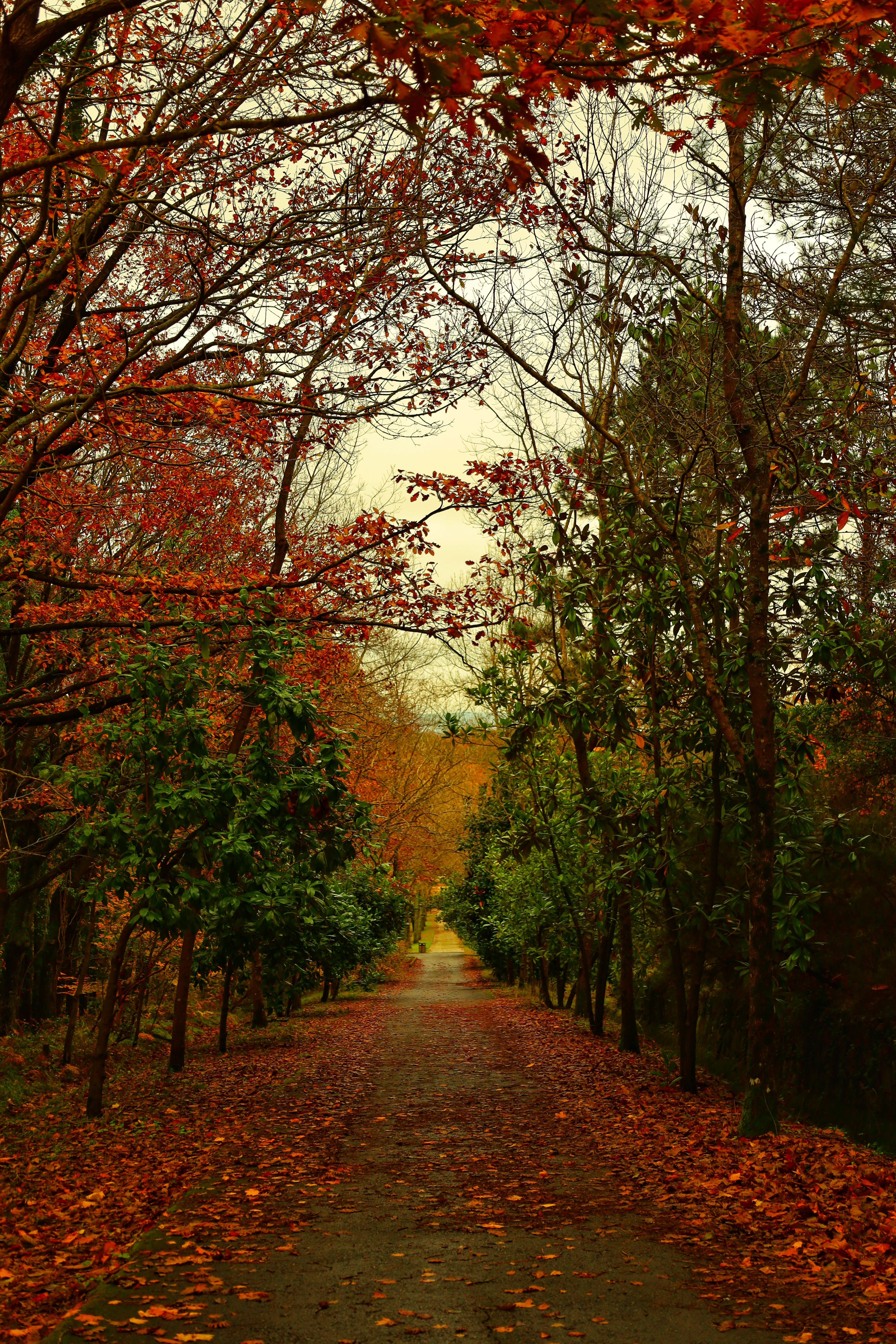 Autumn Pathway Through Vibrant Forest Canopy · Free Stock Photo