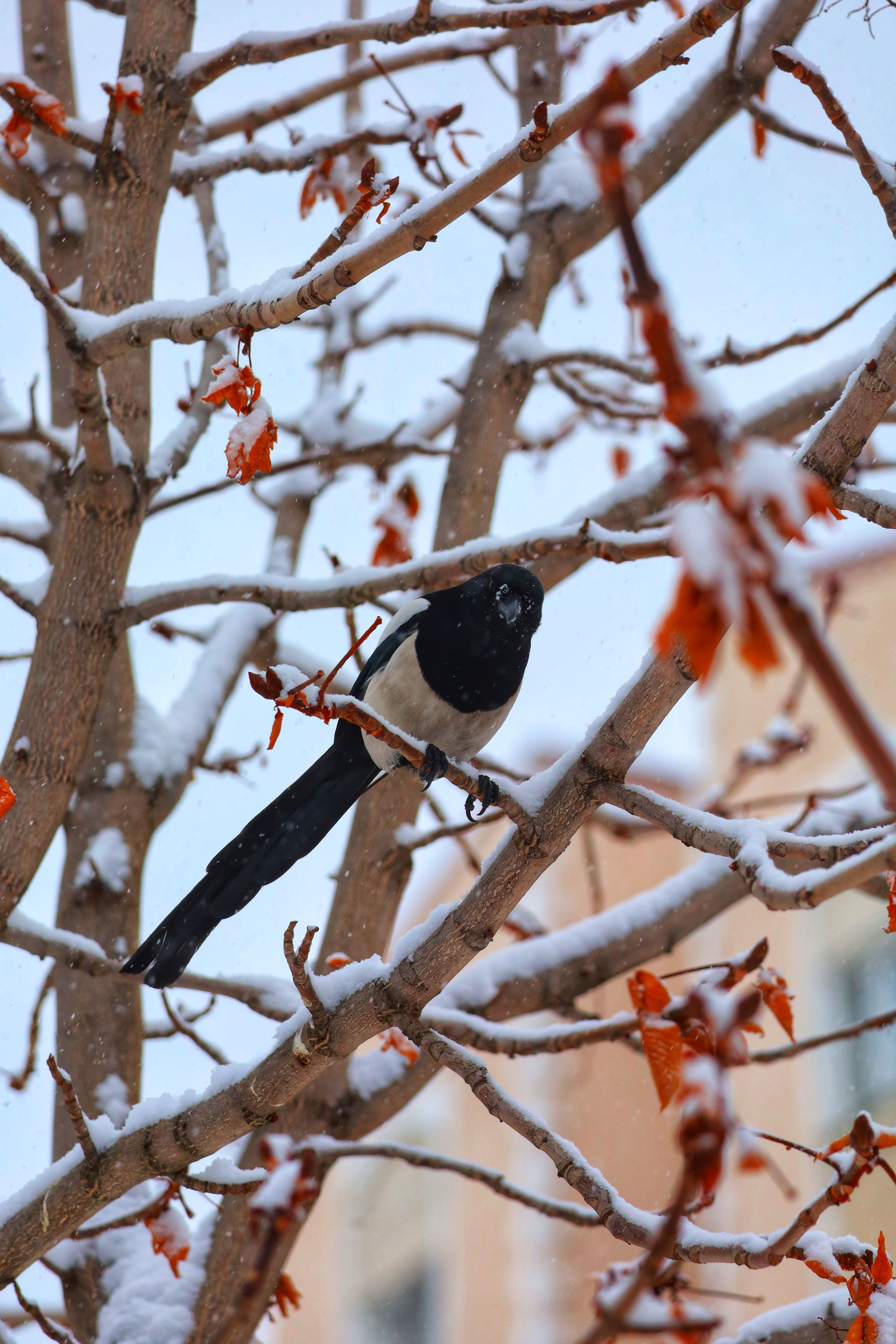 Magpie in Snow-Covered Tree Captured in Winter · Free Stock Photo