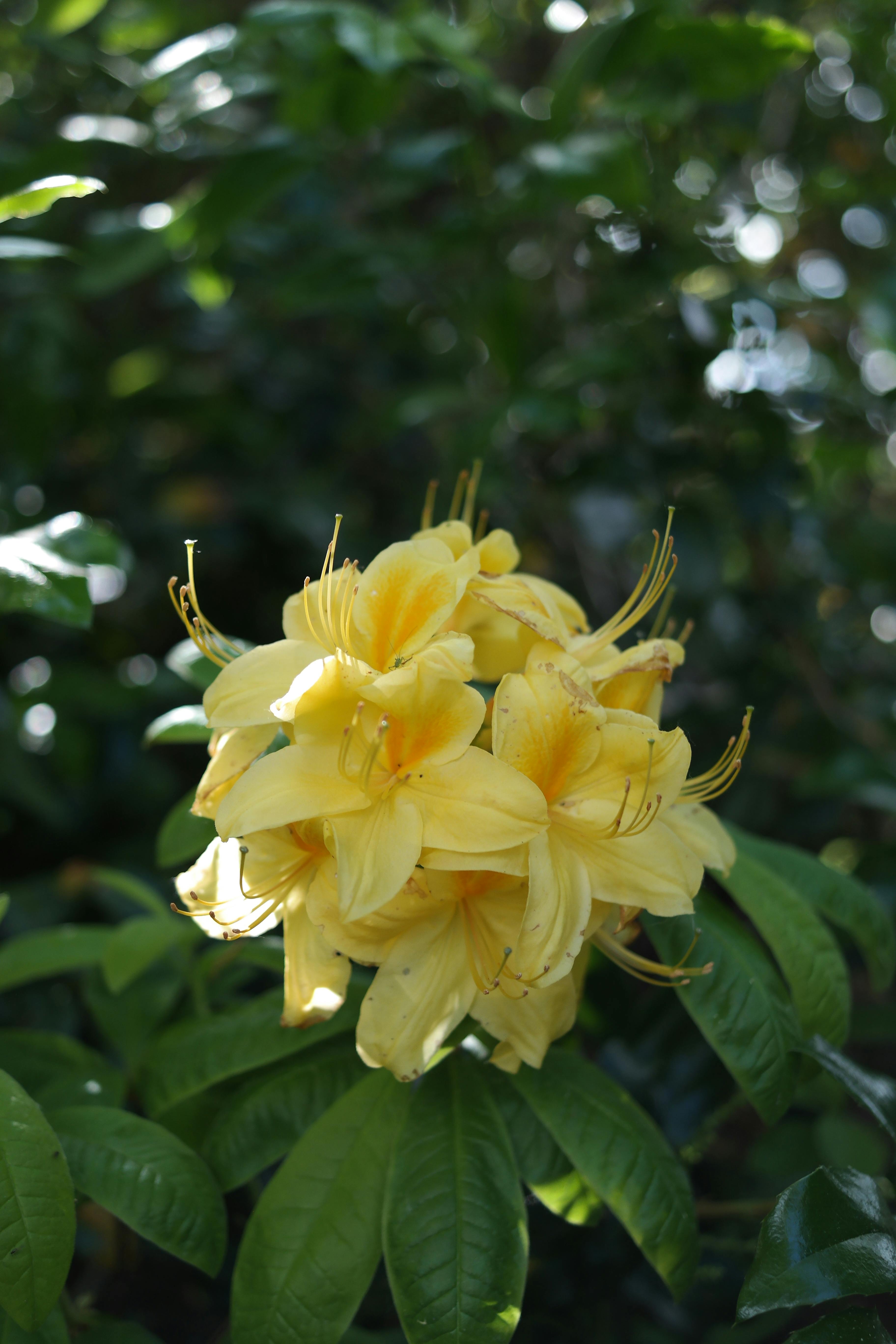 Vibrant Yellow Azalea Flowers in Bloom · Free Stock Photo