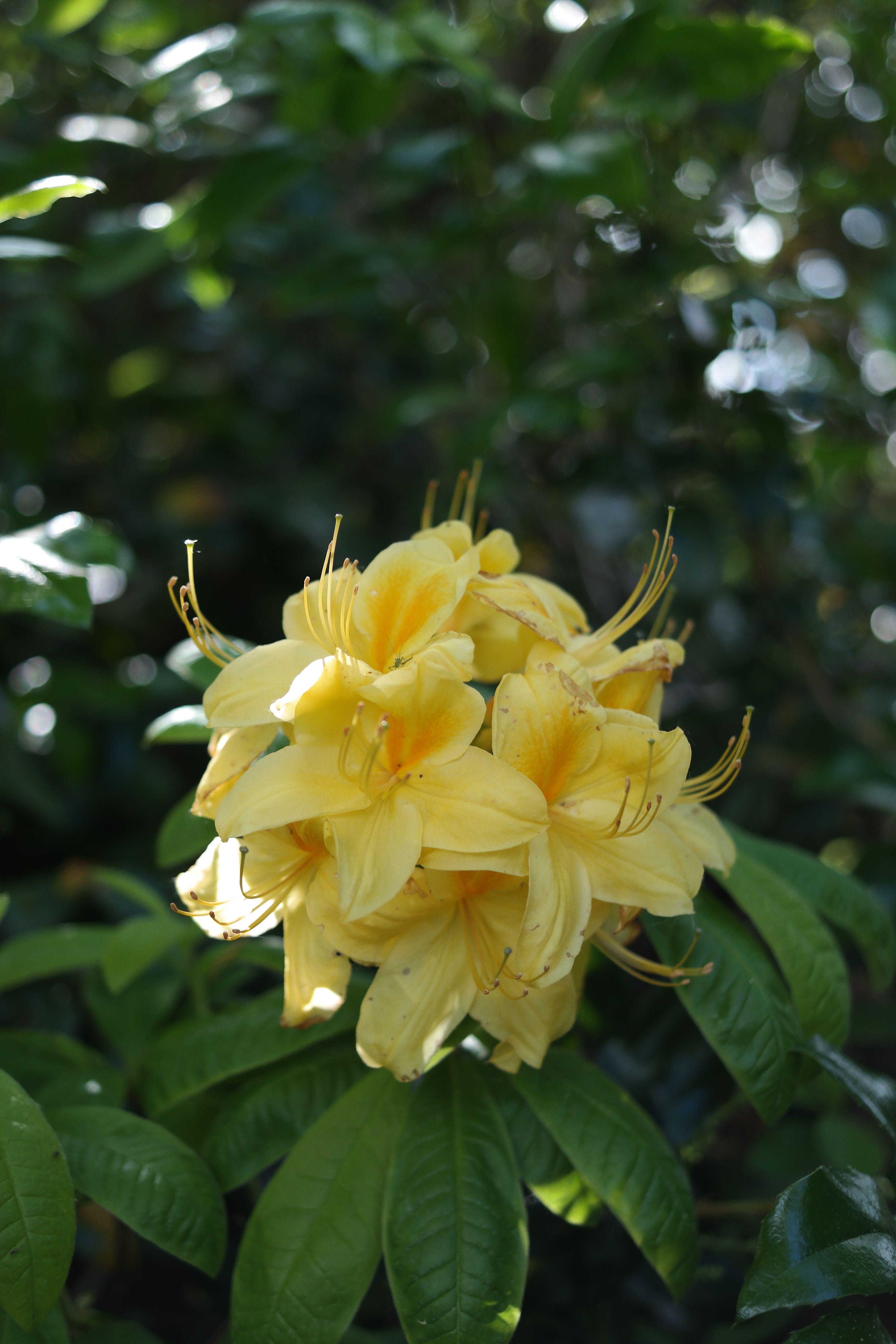 Vibrant Yellow Azalea Flowers in Bloom · Free Stock Photo
