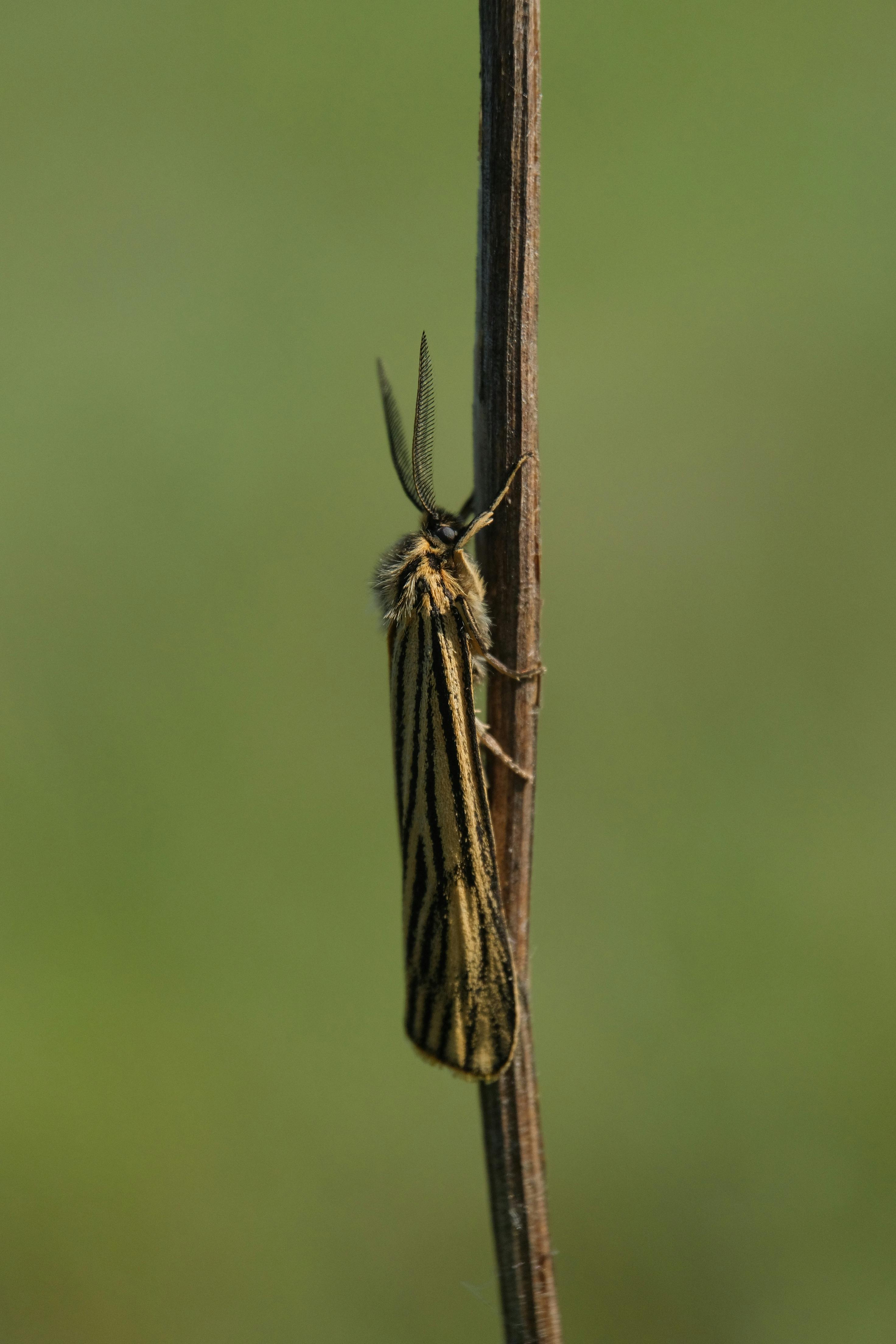 Close-up of Cinnabar Moth on a Slim Twig · Free Stock Photo