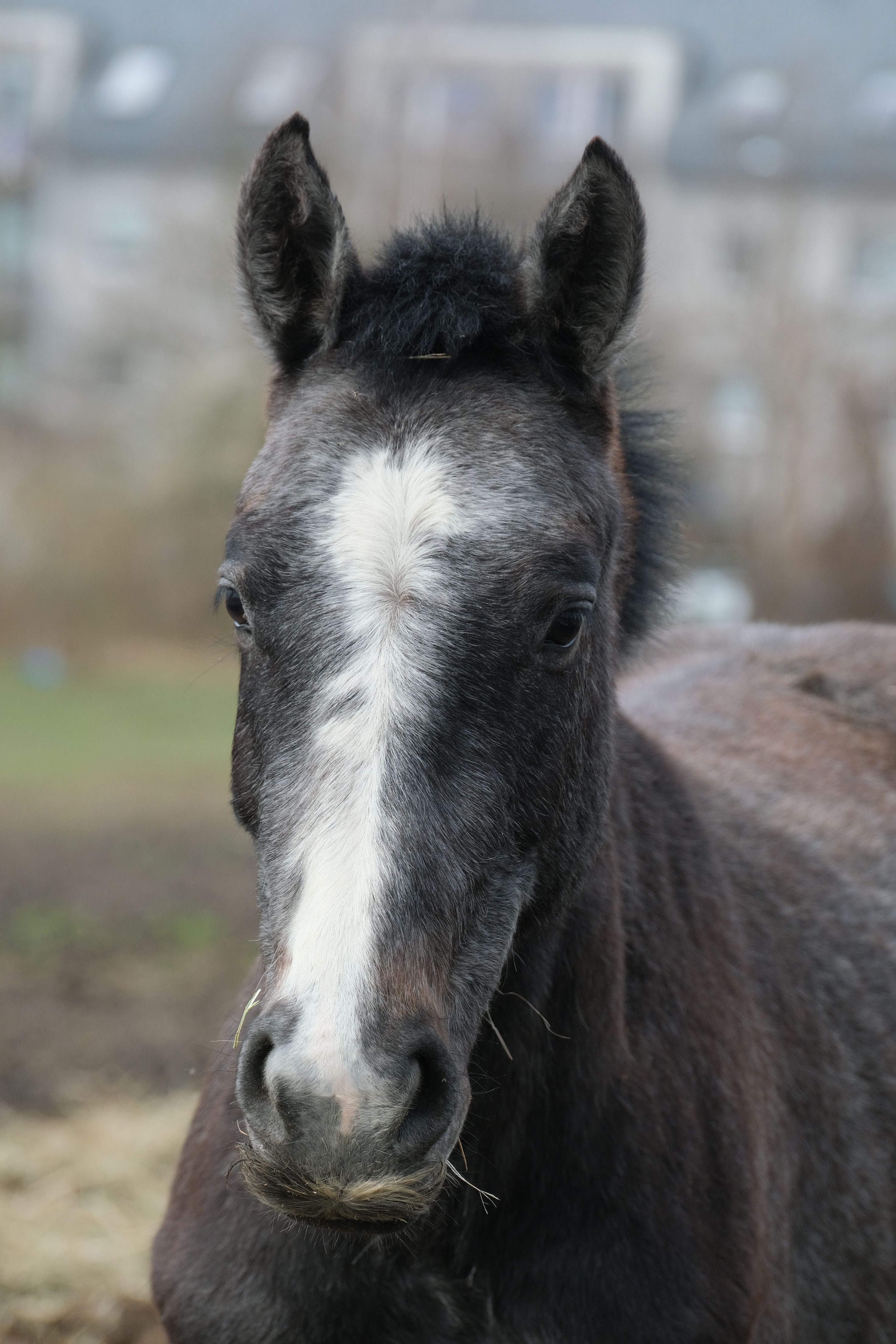 Horse Front Facing Photos, Download The BEST Free Horse Front Facing ...