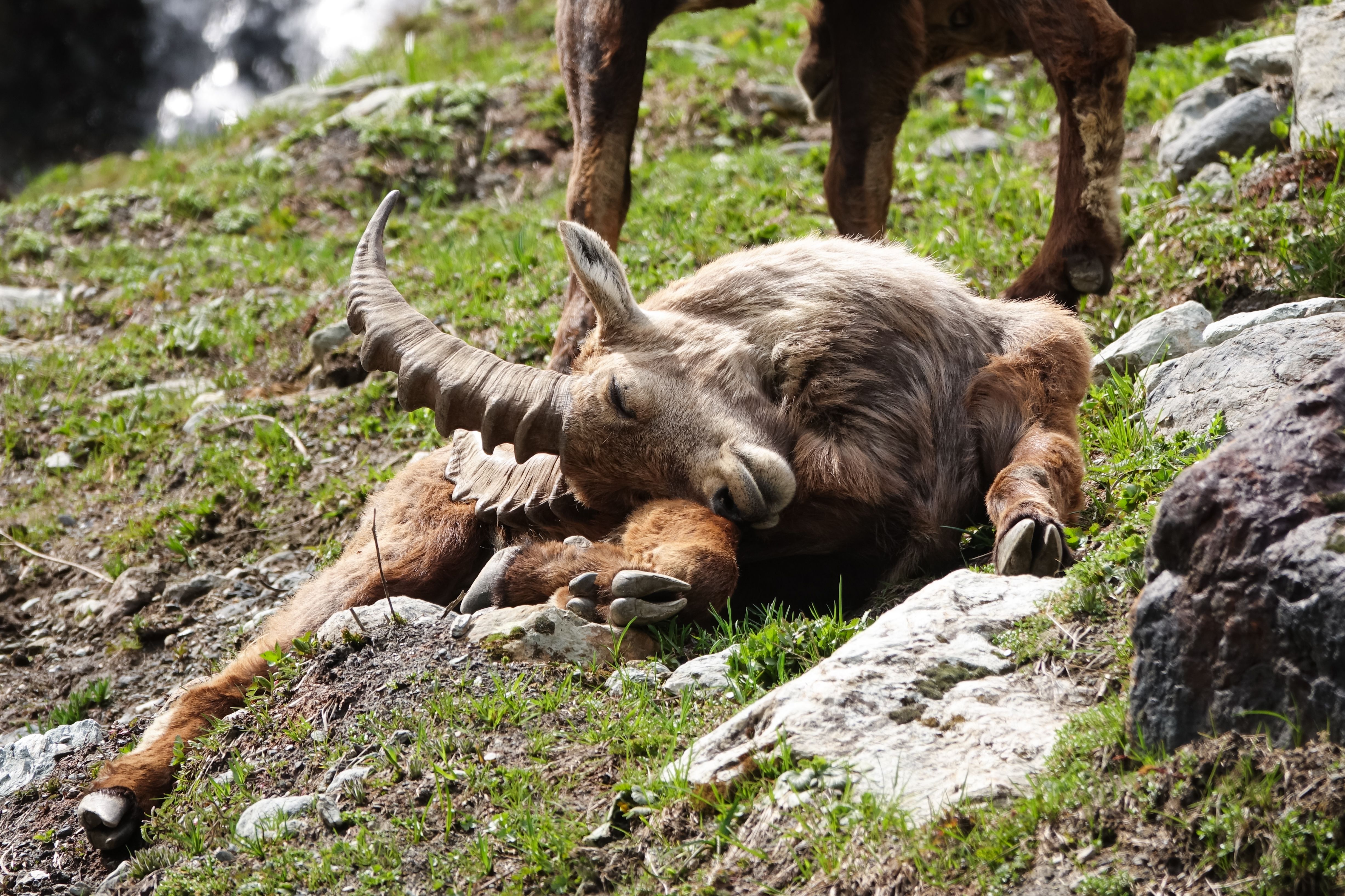 Wild Animal Sleeping Photos, Download The BEST Free Wild Animal ...