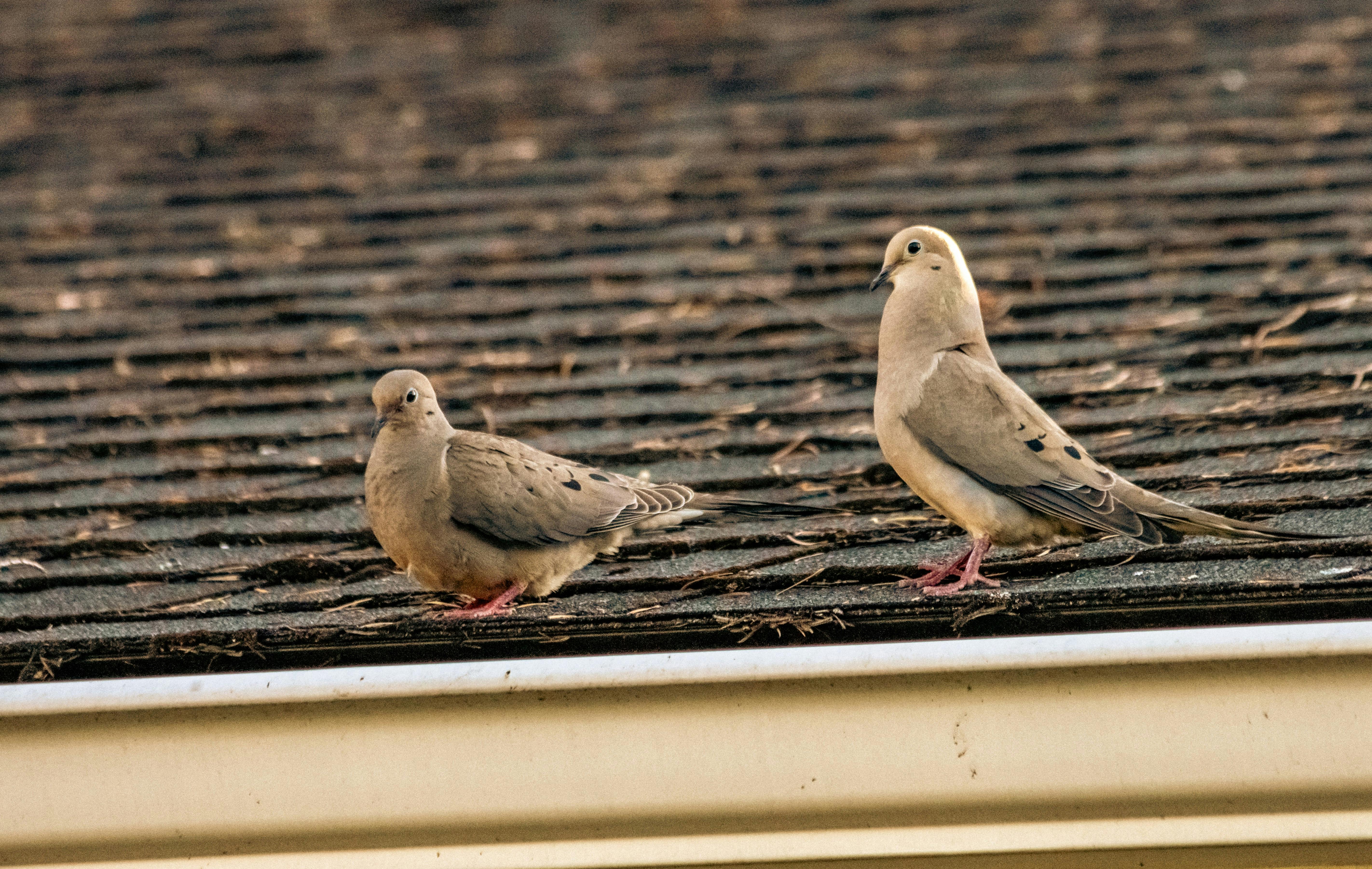 Pair of Mourning Doves on Rooftop in Washington · Free Stock Photo
