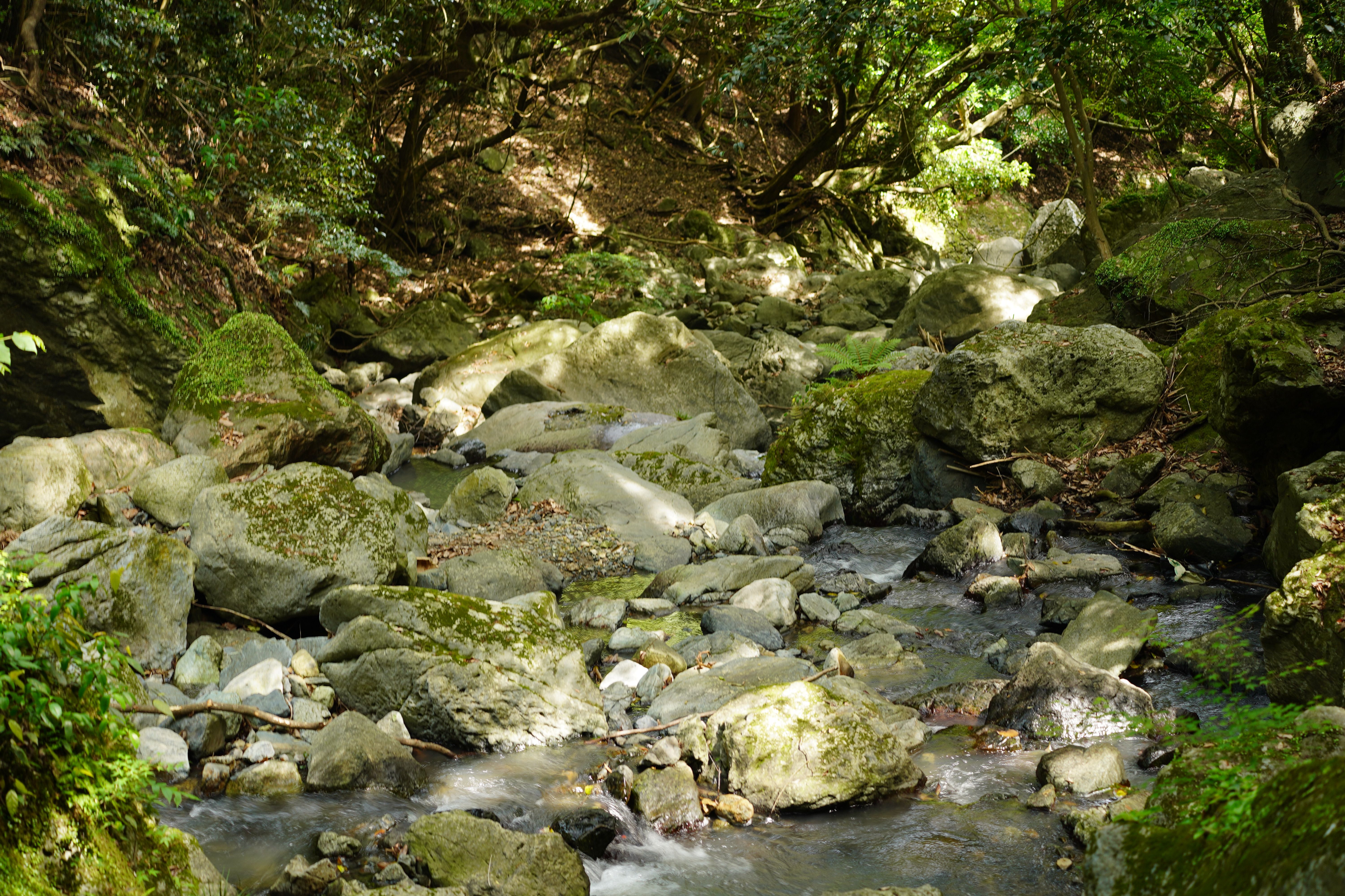 Tranquil Forest Stream with Mossy Rocks · Free Stock Photo
