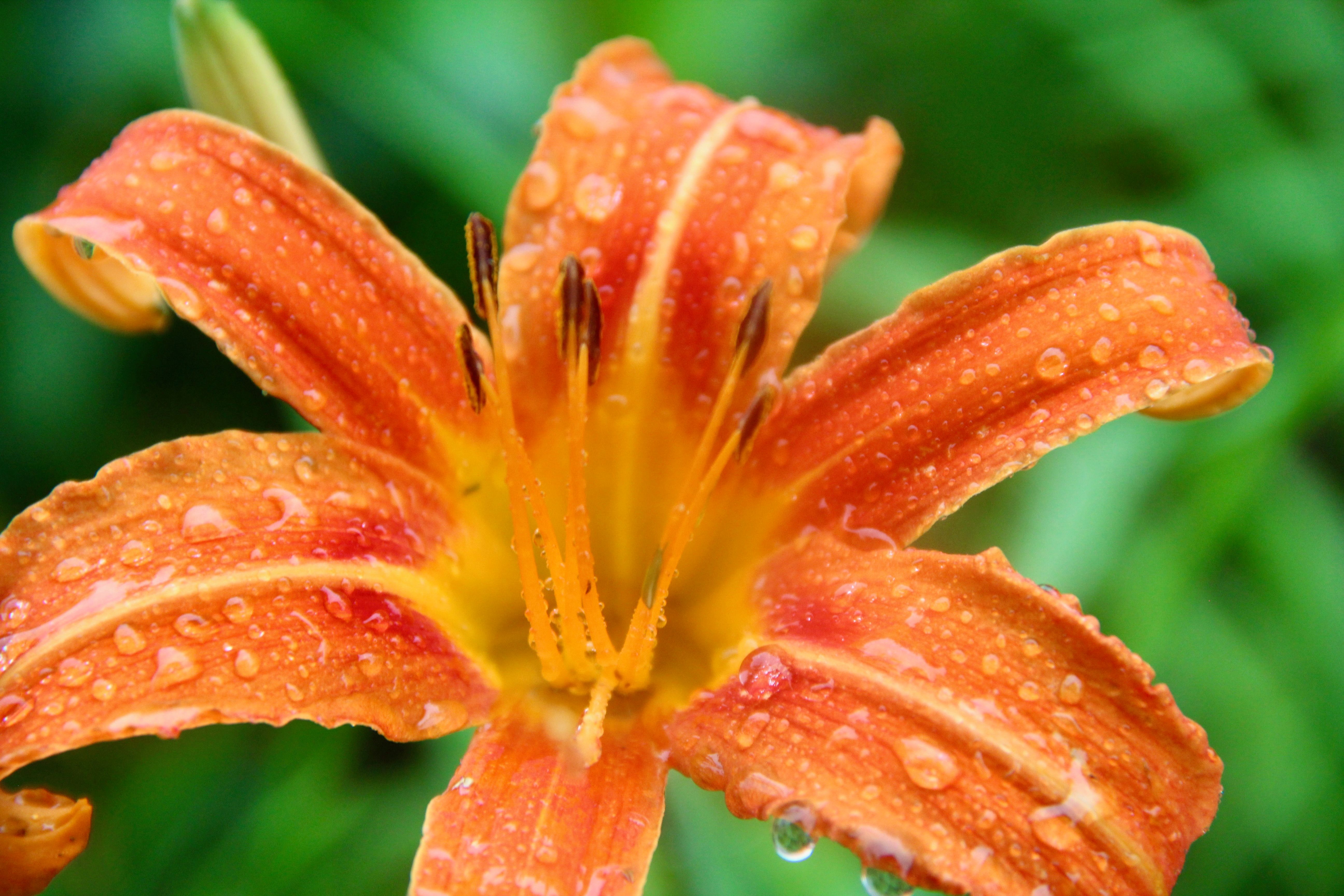 Rain On Flowers Photos, Download The BEST Free Rain On Flowers Stock ...
