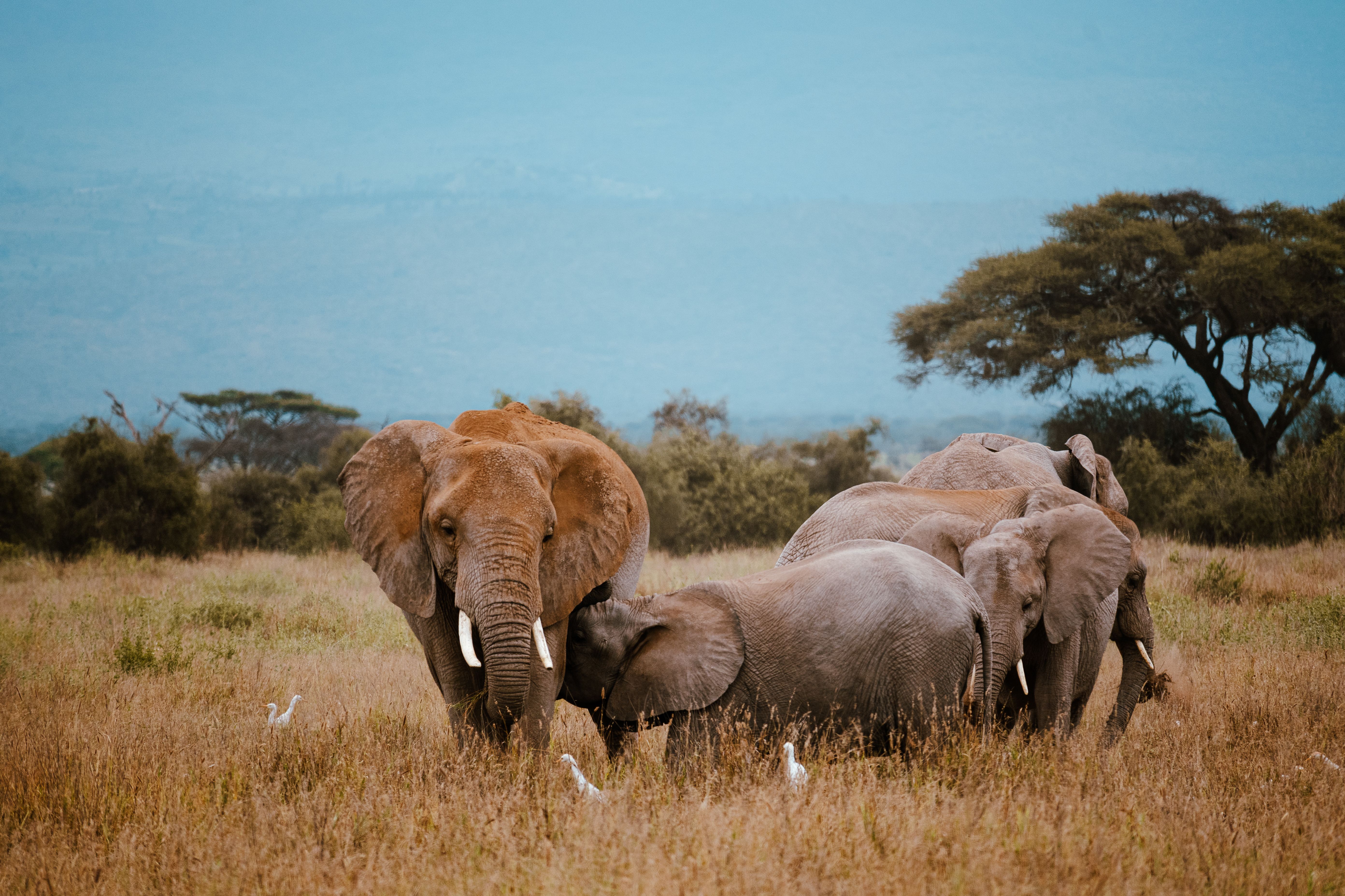 African Elephants Grazing in Savannah Landscape · Free Stock Photo