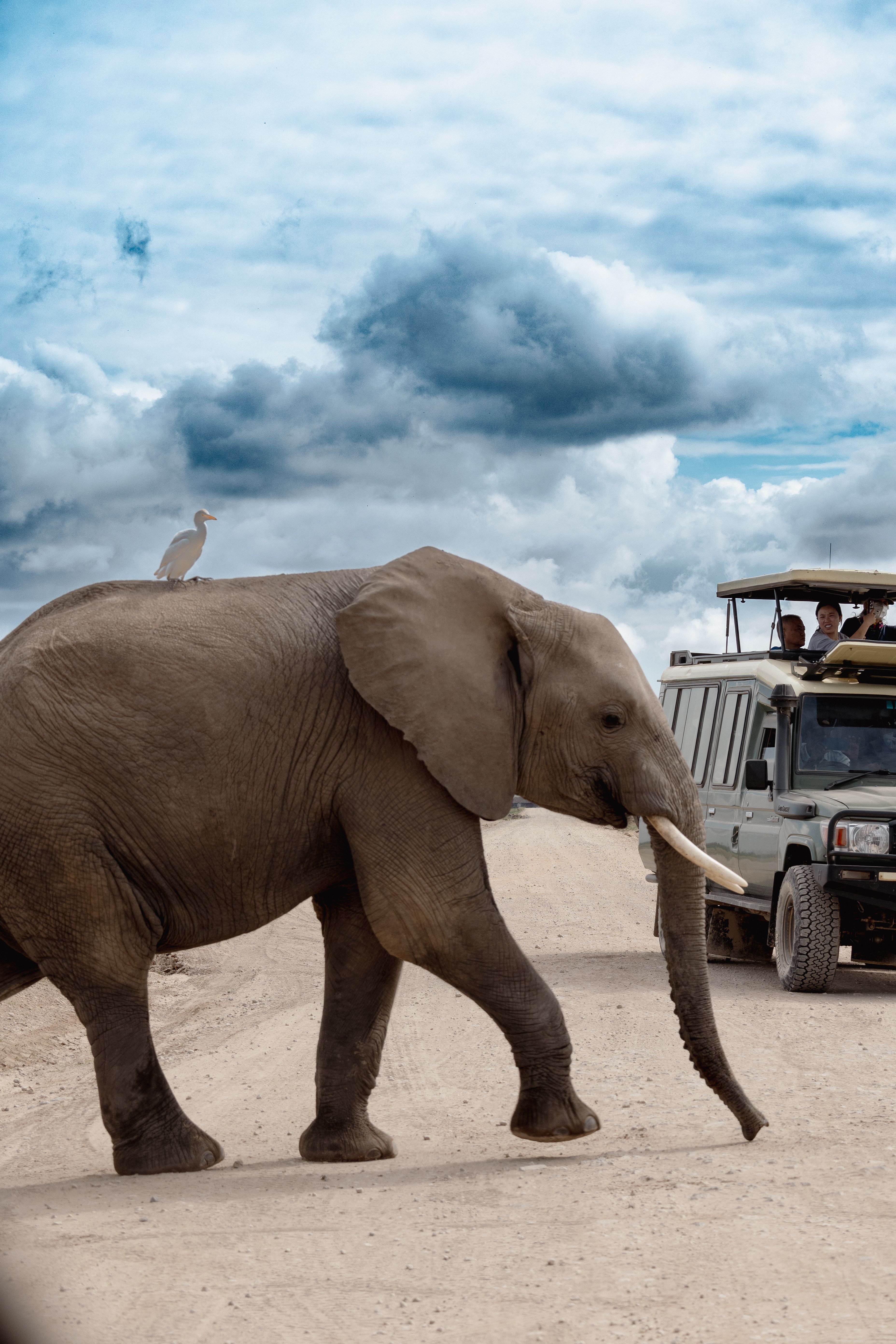 Safari Jeep With Elephant Photos, Download The BEST Free Safari Jeep ...