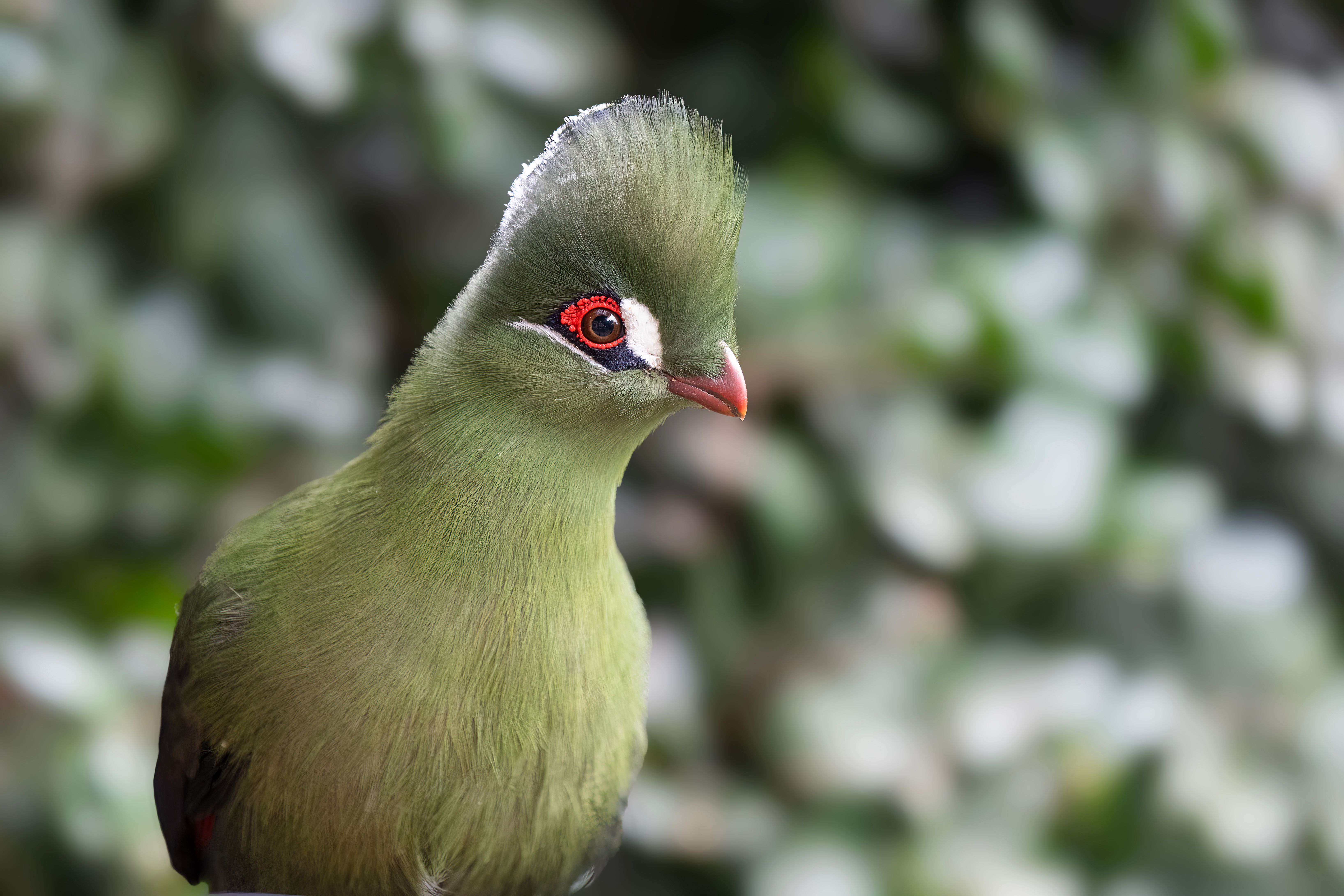 Close-up of a Knysna Turaco in Santiago Zoo · Free Stock Photo
