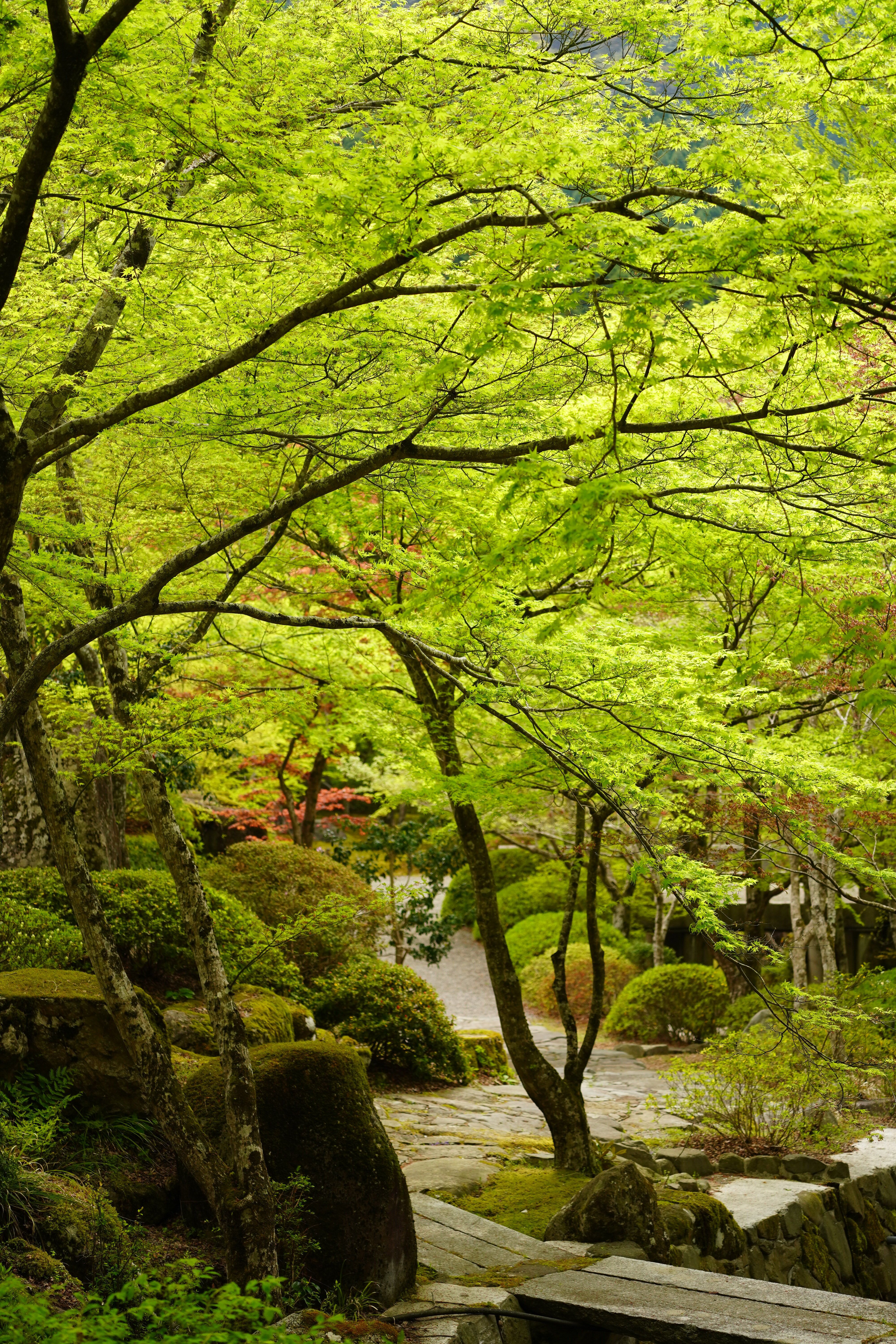 Serene Japanese Garden with Lush Greenery · Free Stock Photo