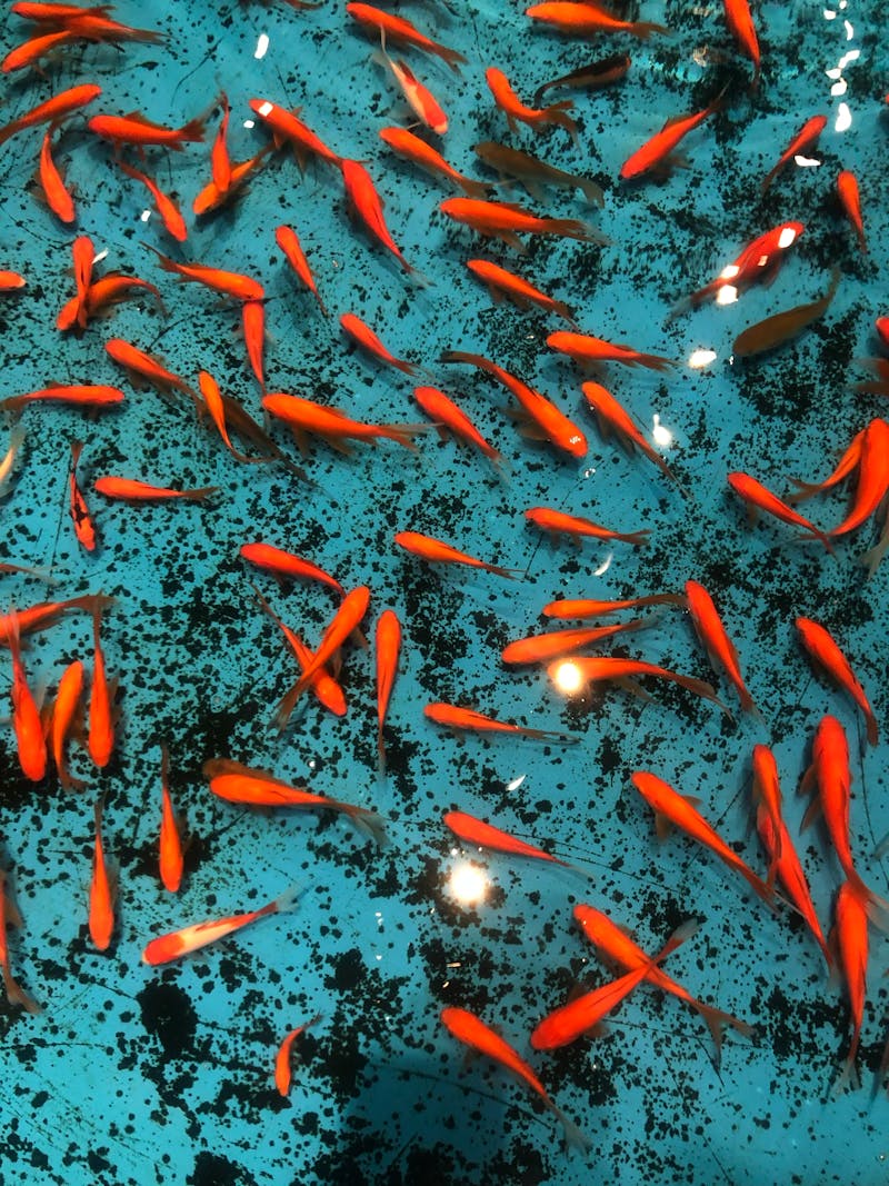 Goldfish Photos, Download The BEST Free Goldfish Stock Photos & HD Images