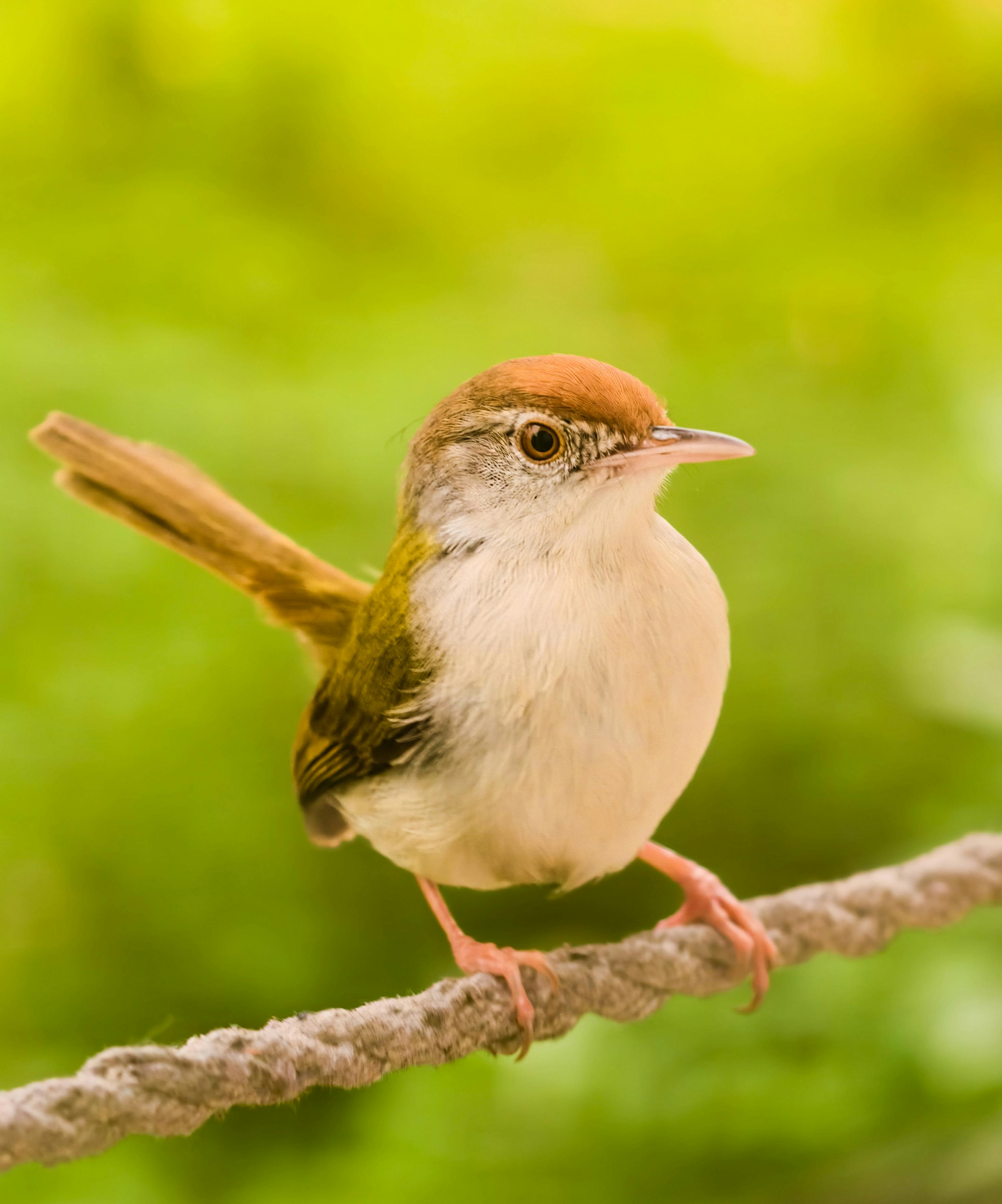 Plain Prinia Bird Perched on Branch in Nature · Free Stock Photo