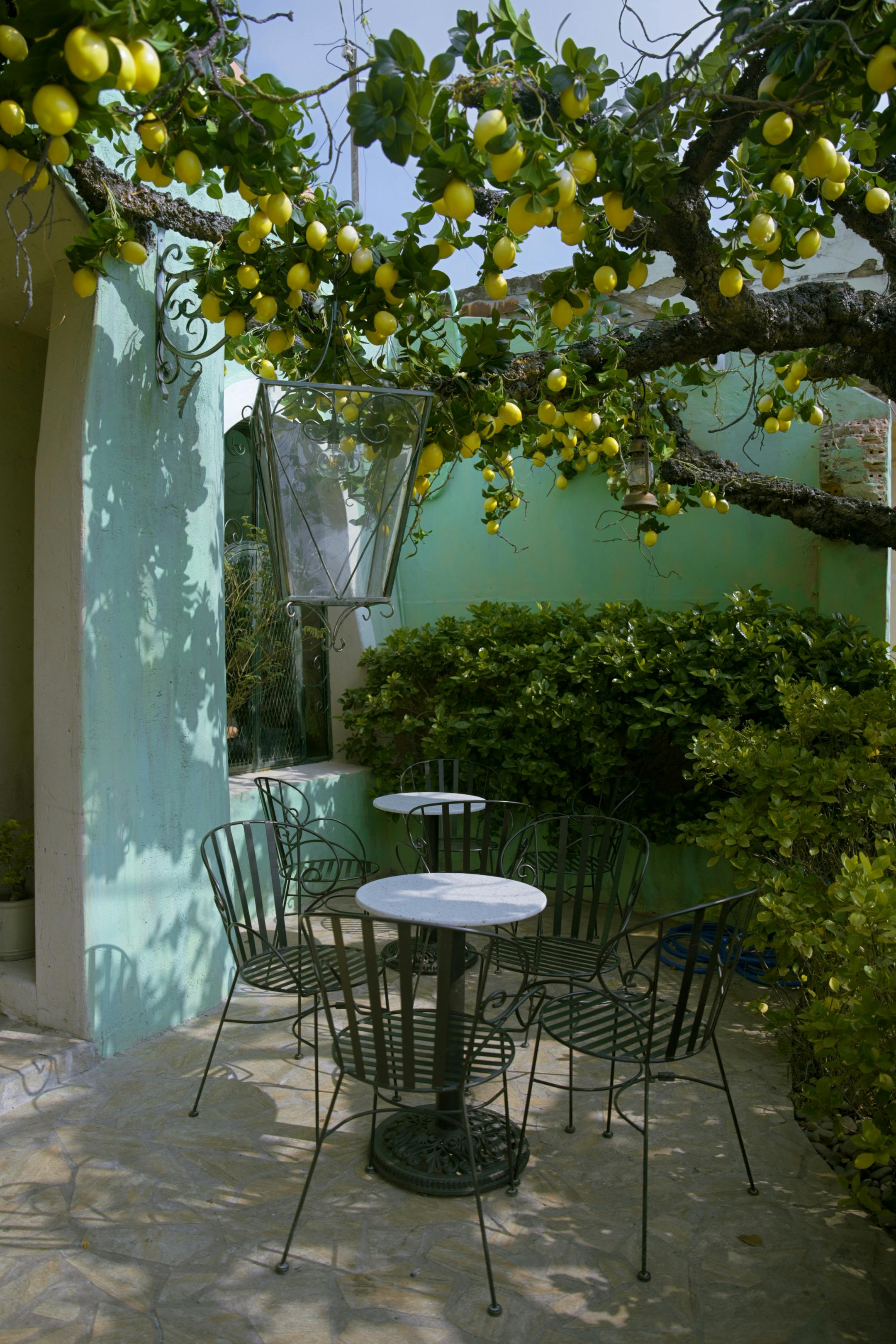 Scenic Lemon Tree Patio Dining Area Outdoors · Free Stock Photo
