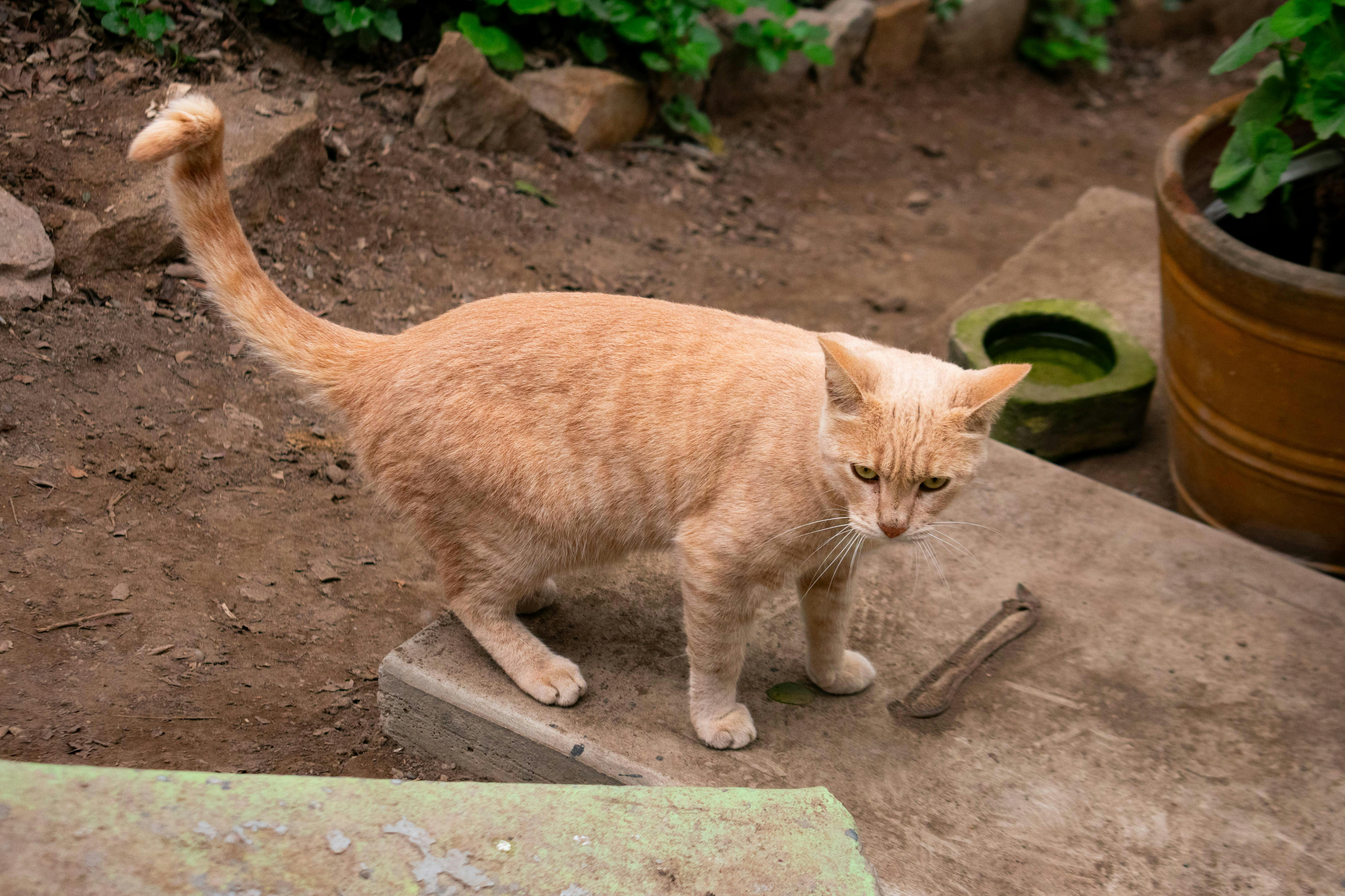 Ginger Cat Outdoors in Lima, Peru Garden · Free Stock Photo
