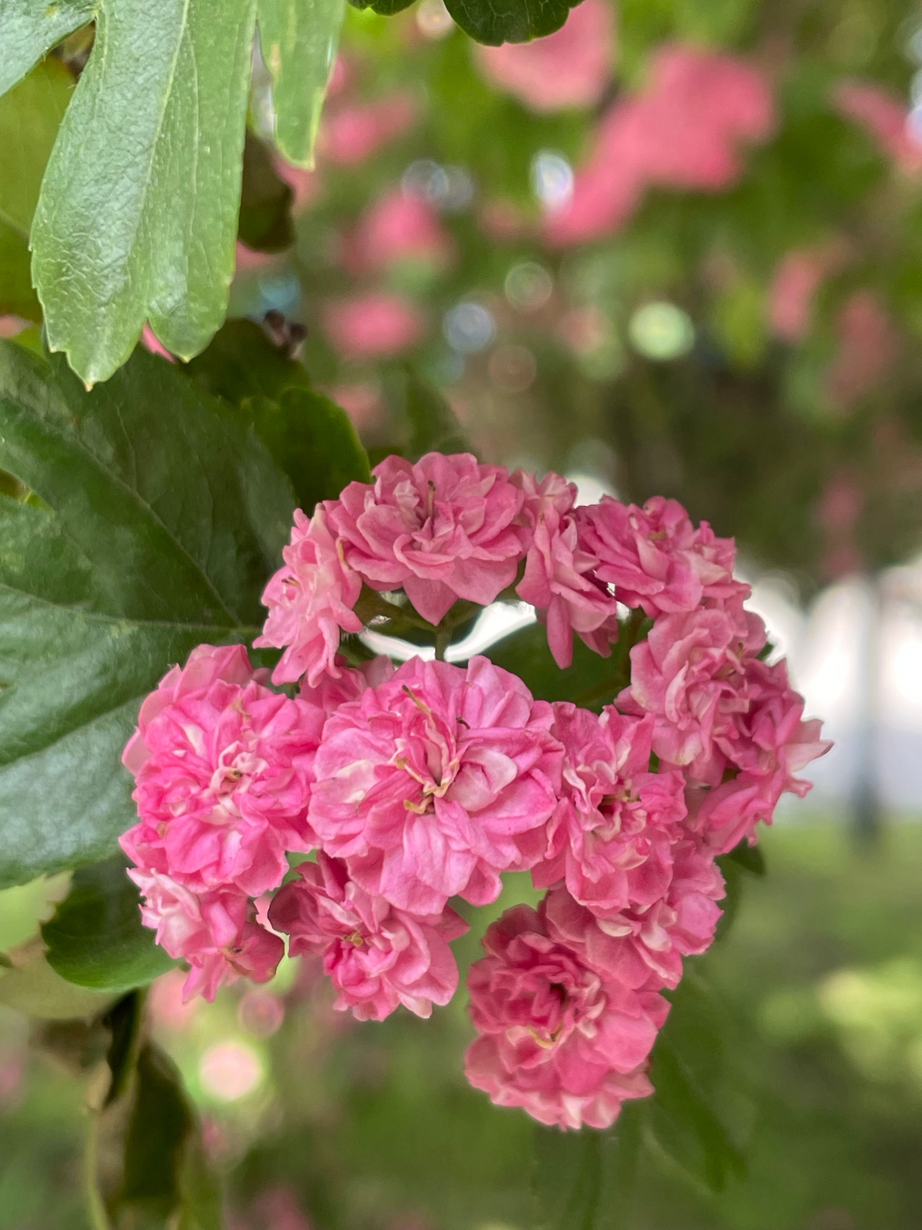 Close-up of Vibrant Pink Hawthorn Flowers in Bloom · Free Stock Photo
