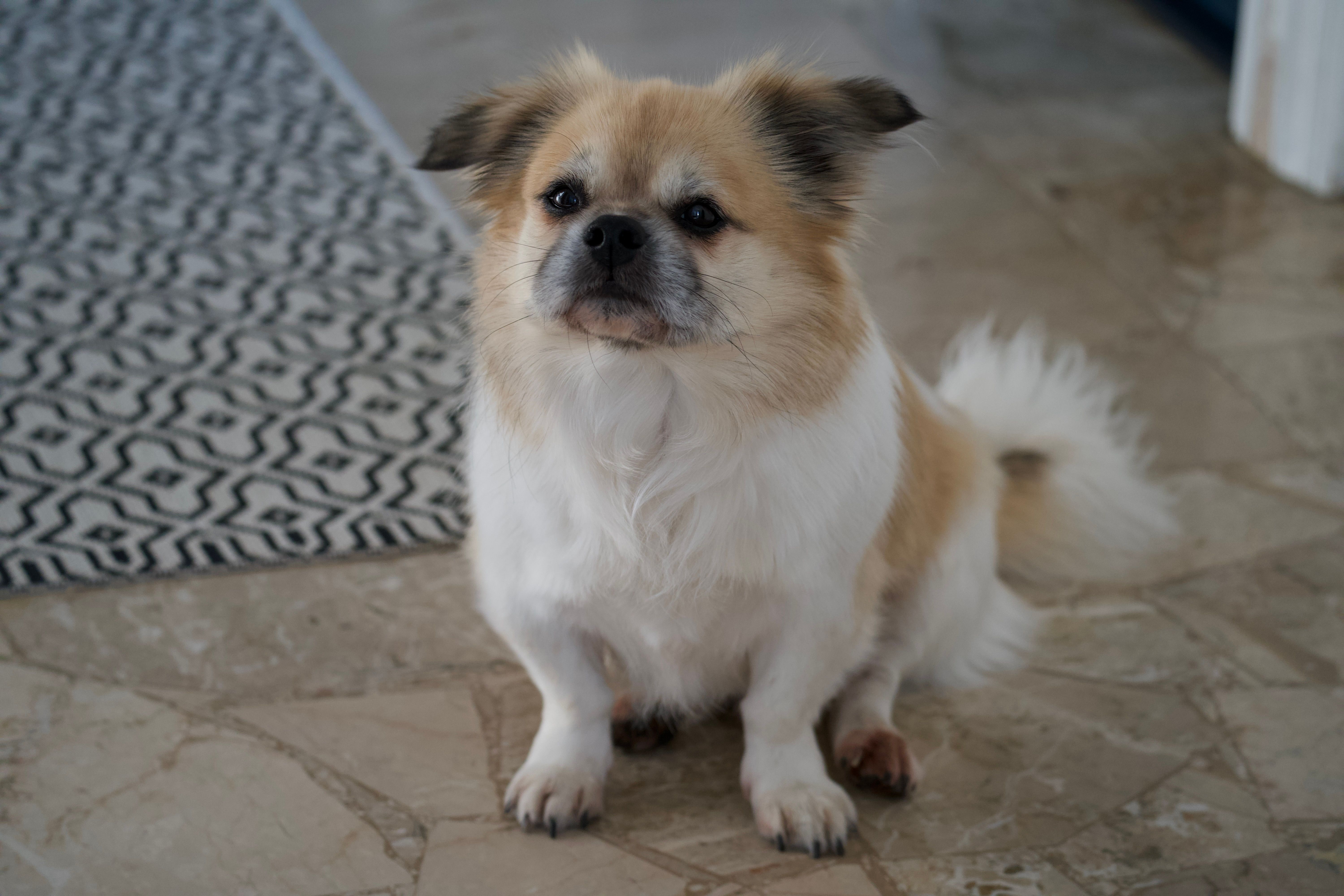 Dog Scooting On The Floor Photos, Download The BEST Free Dog Scooting ...