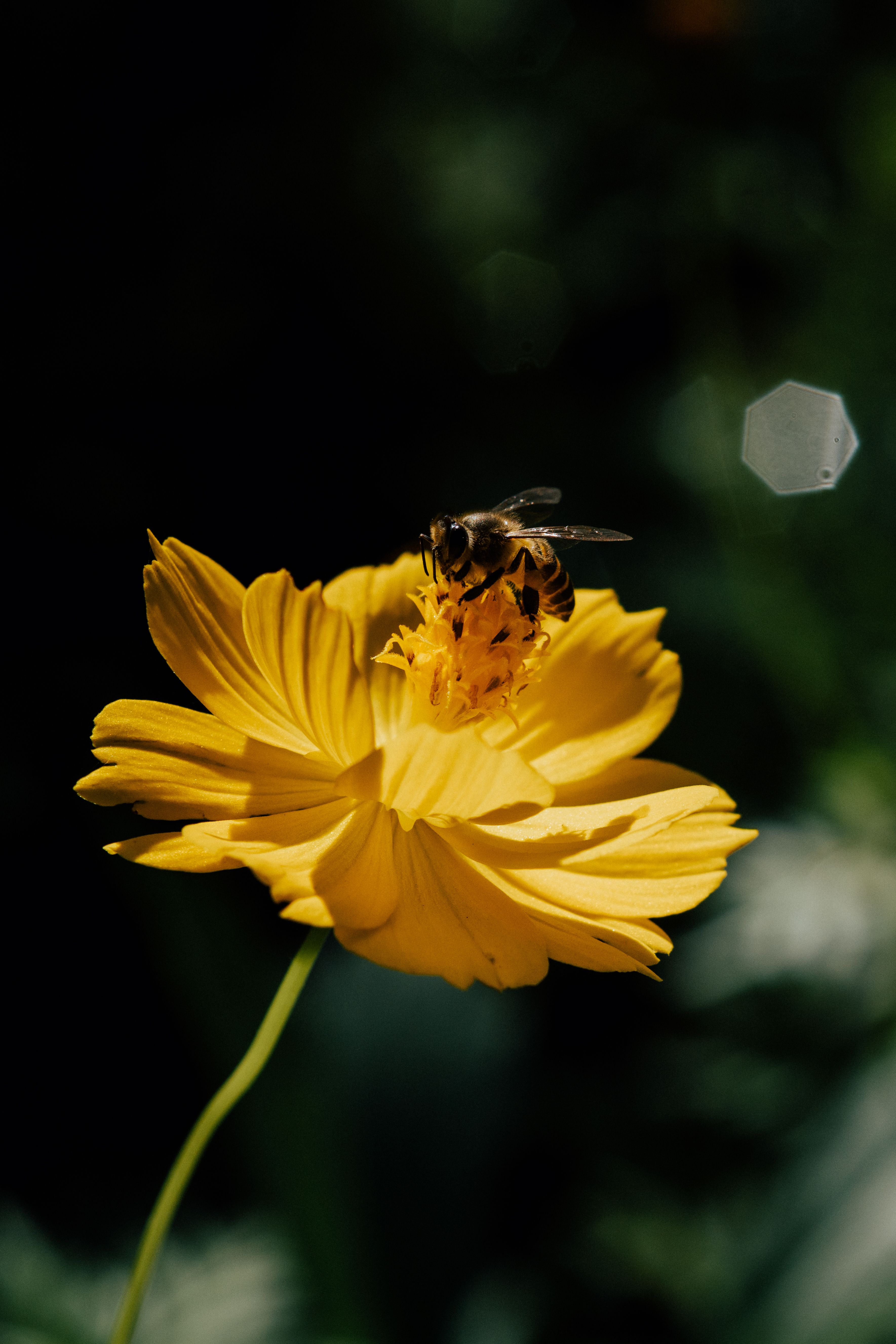 Bee Slab Photos, Download The BEST Free Bee Slab Stock Photos & HD Images
