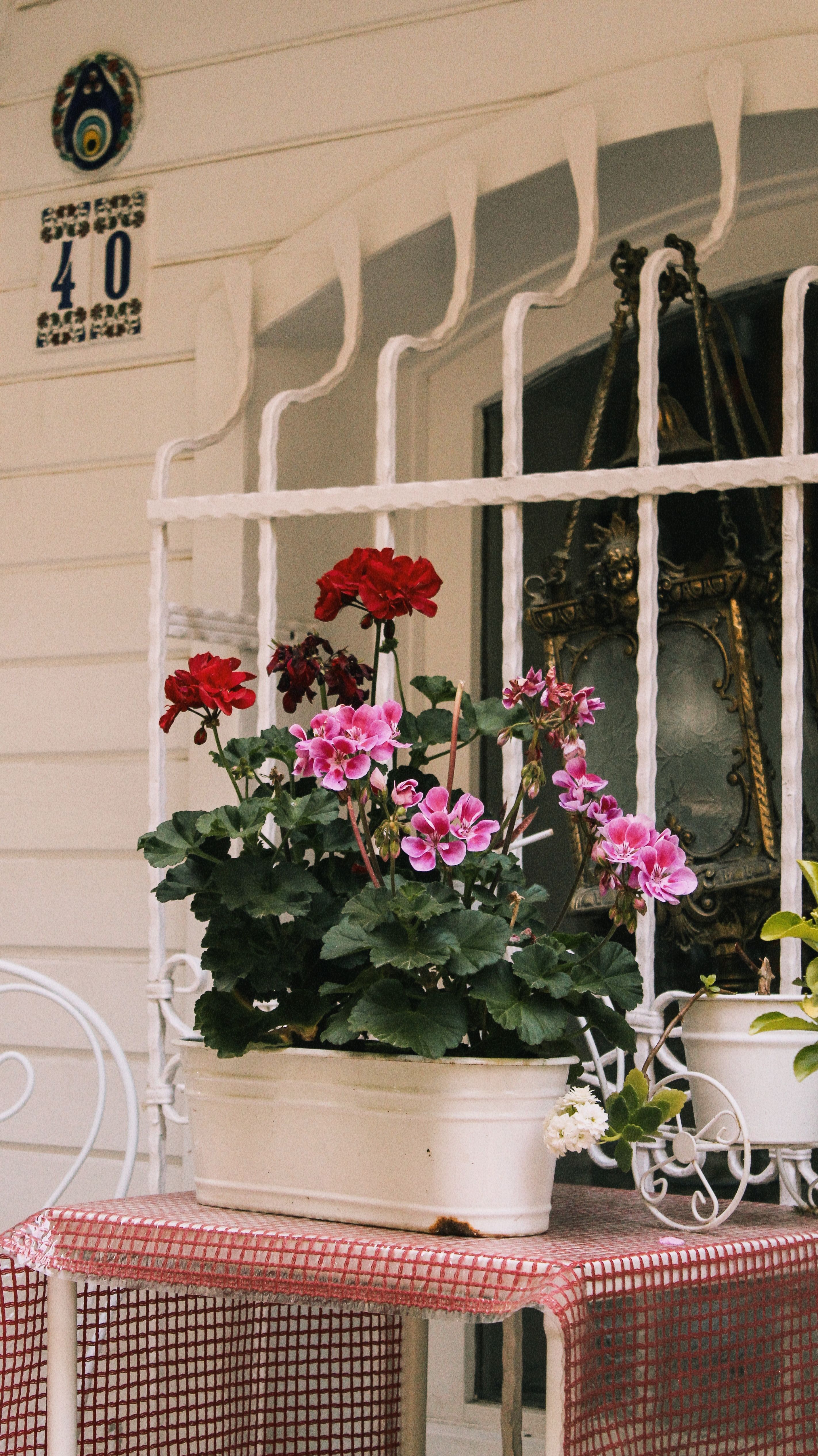 Potted Geraniums Photos, Download The BEST Free Potted Geraniums Stock ...