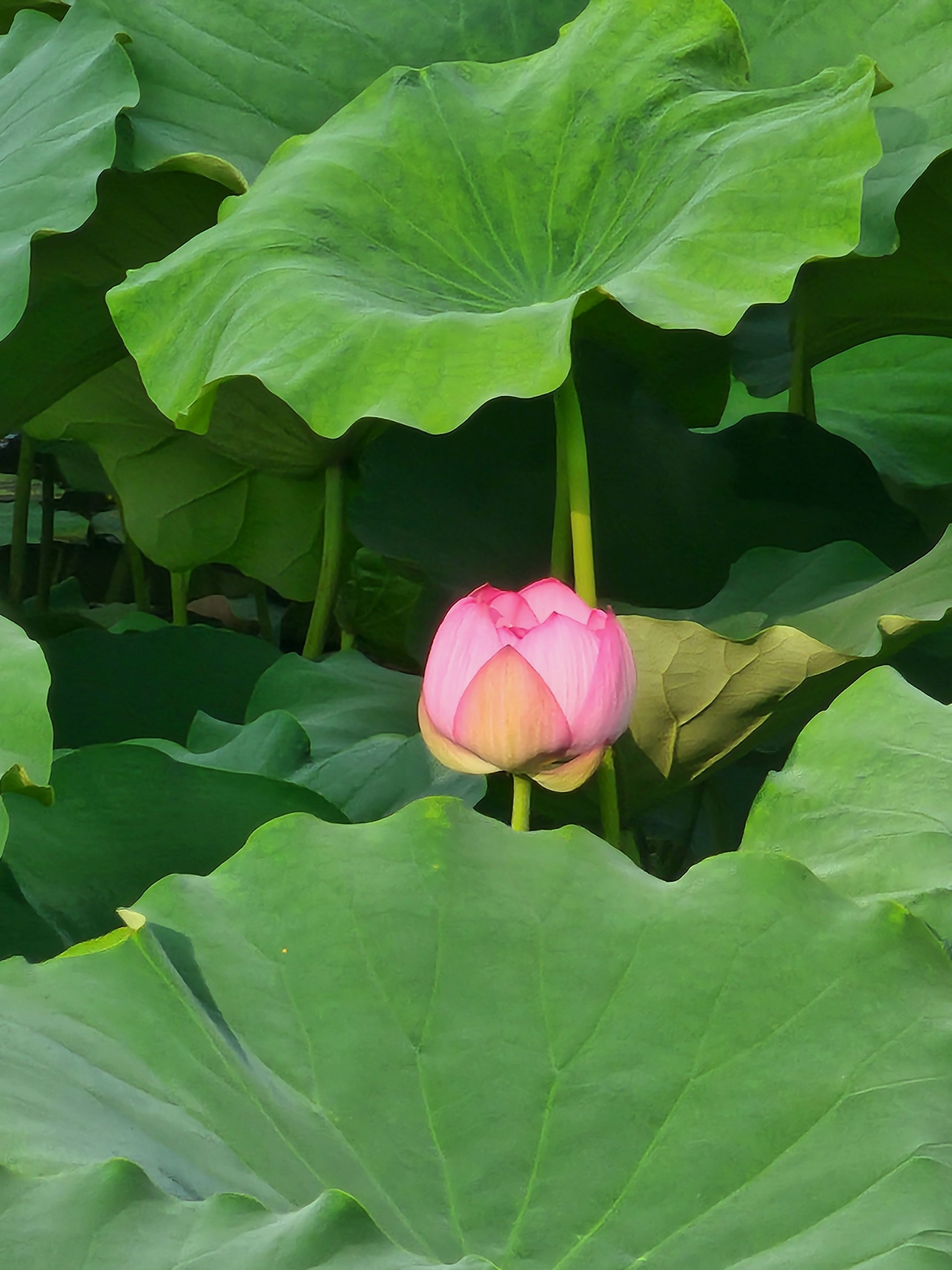 Vibrant Pink Lotus Amidst Lush Green Leaves · Free Stock Photo