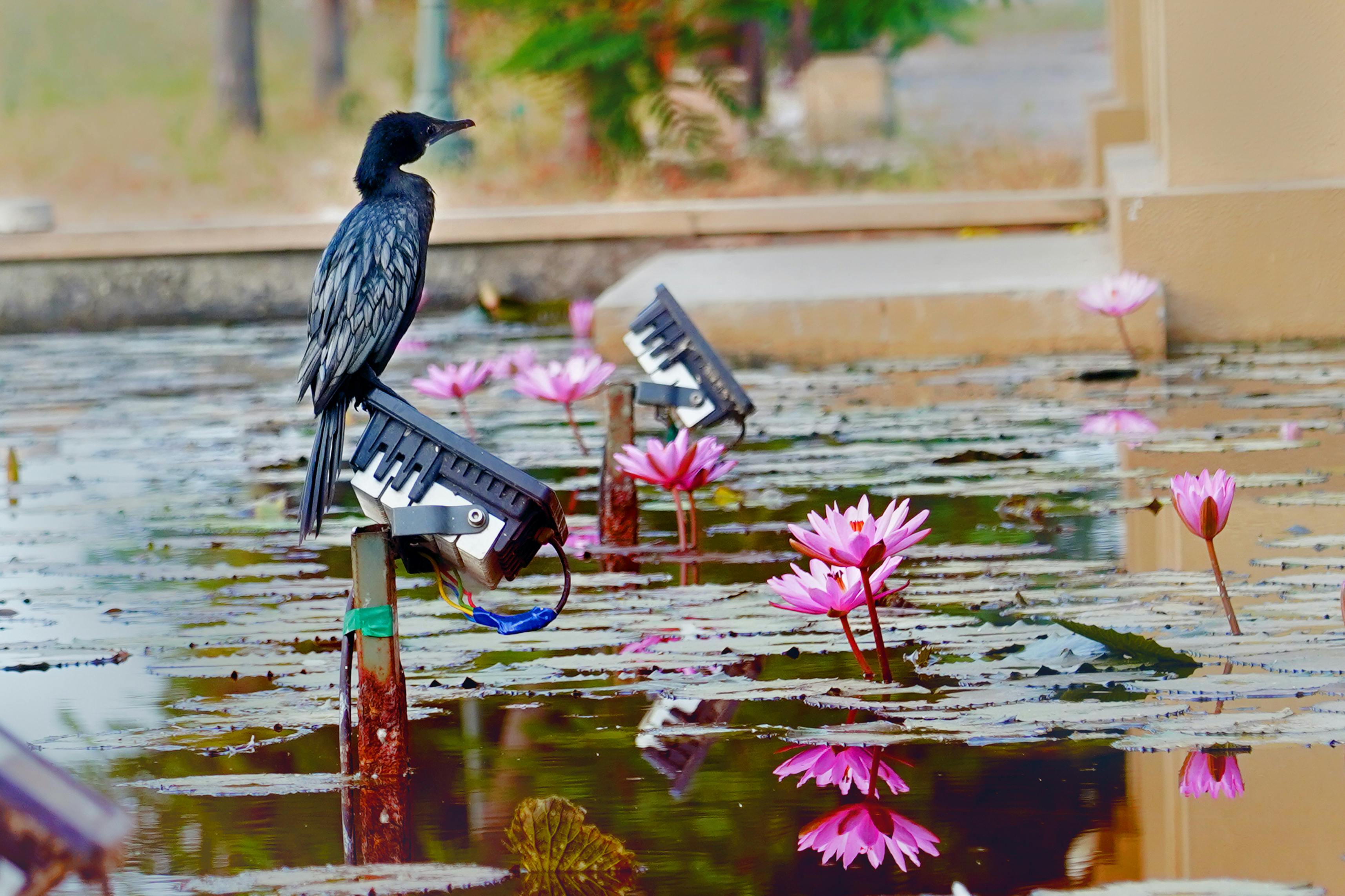 21 fotos y vídeos de Bird photography guardados por Ankit Patel