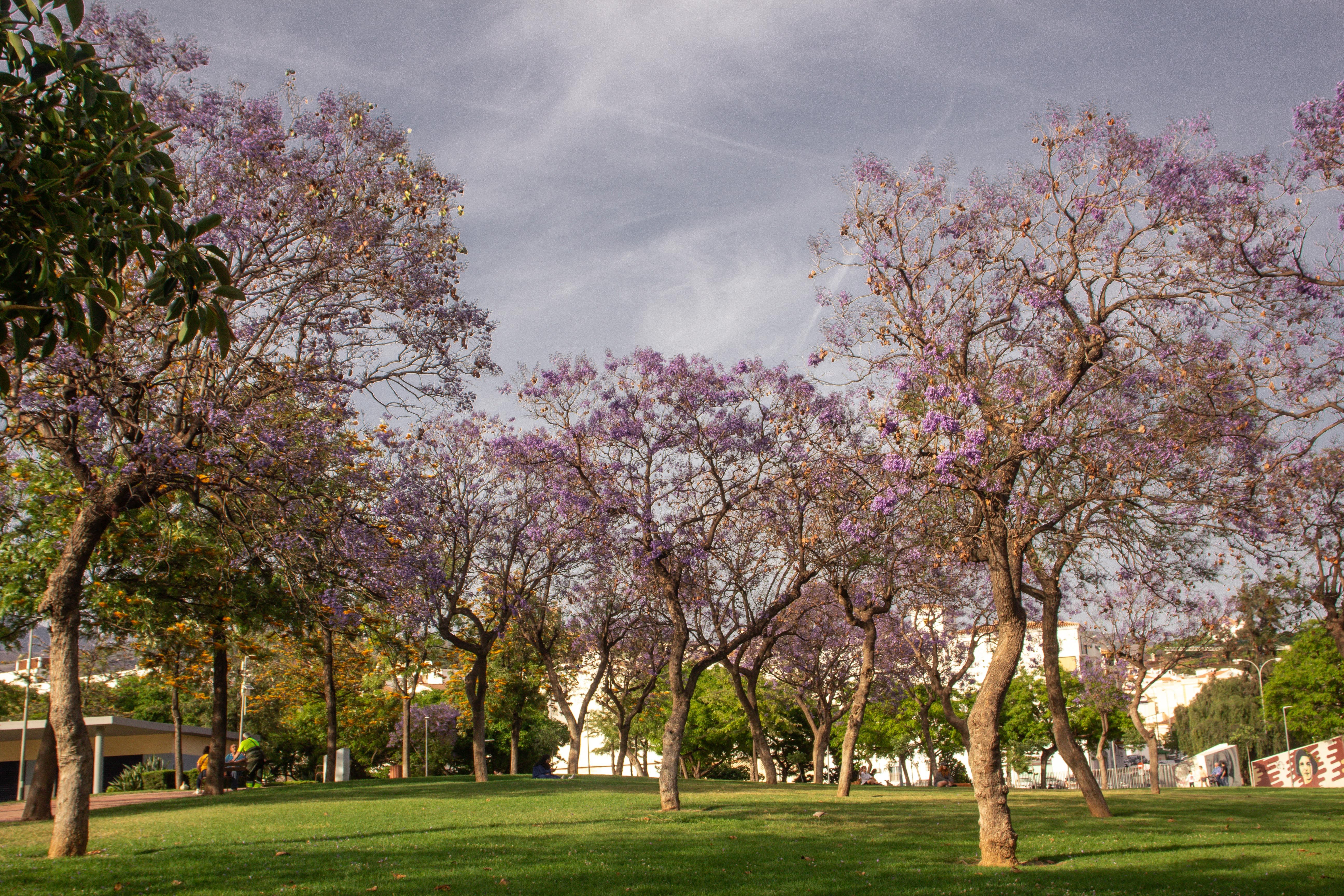 Jacaranda Trees in Spring at Vélez-Málaga Park · Free Stock Photo