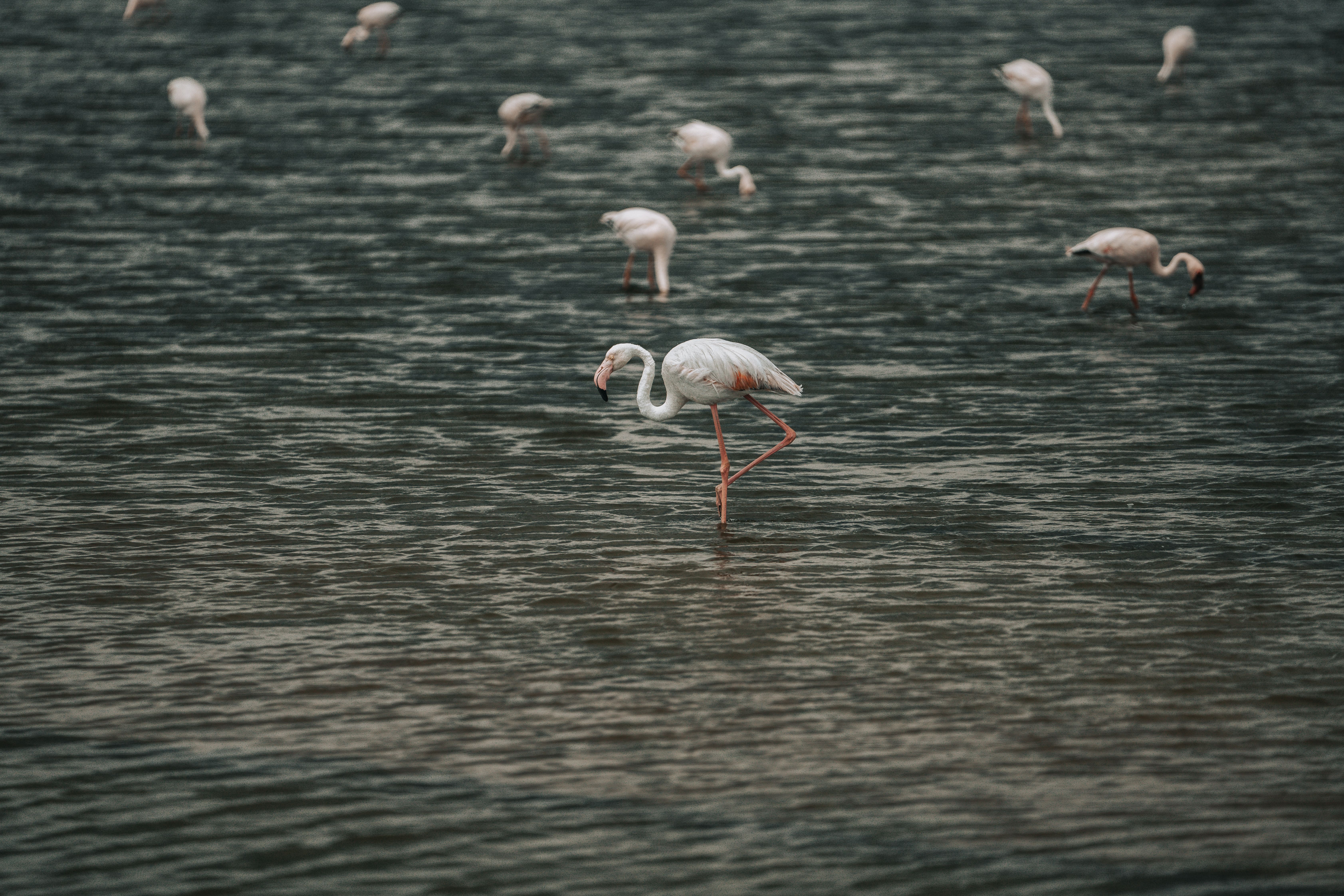 Birds In Group Photos, Download The BEST Free Birds In Group Stock ...