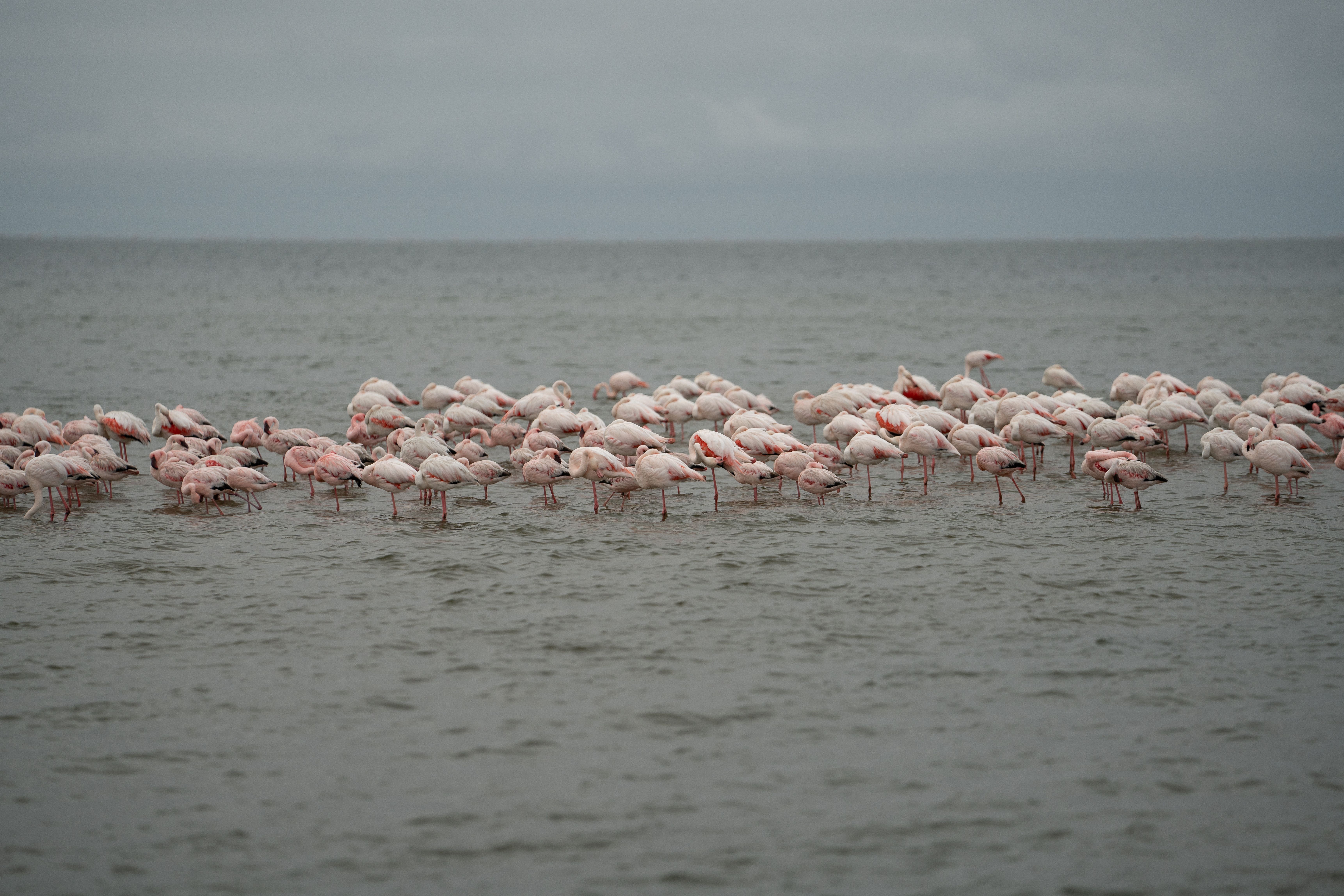 Migration Photos, Download The BEST Free Migration Stock Photos & HD Images
