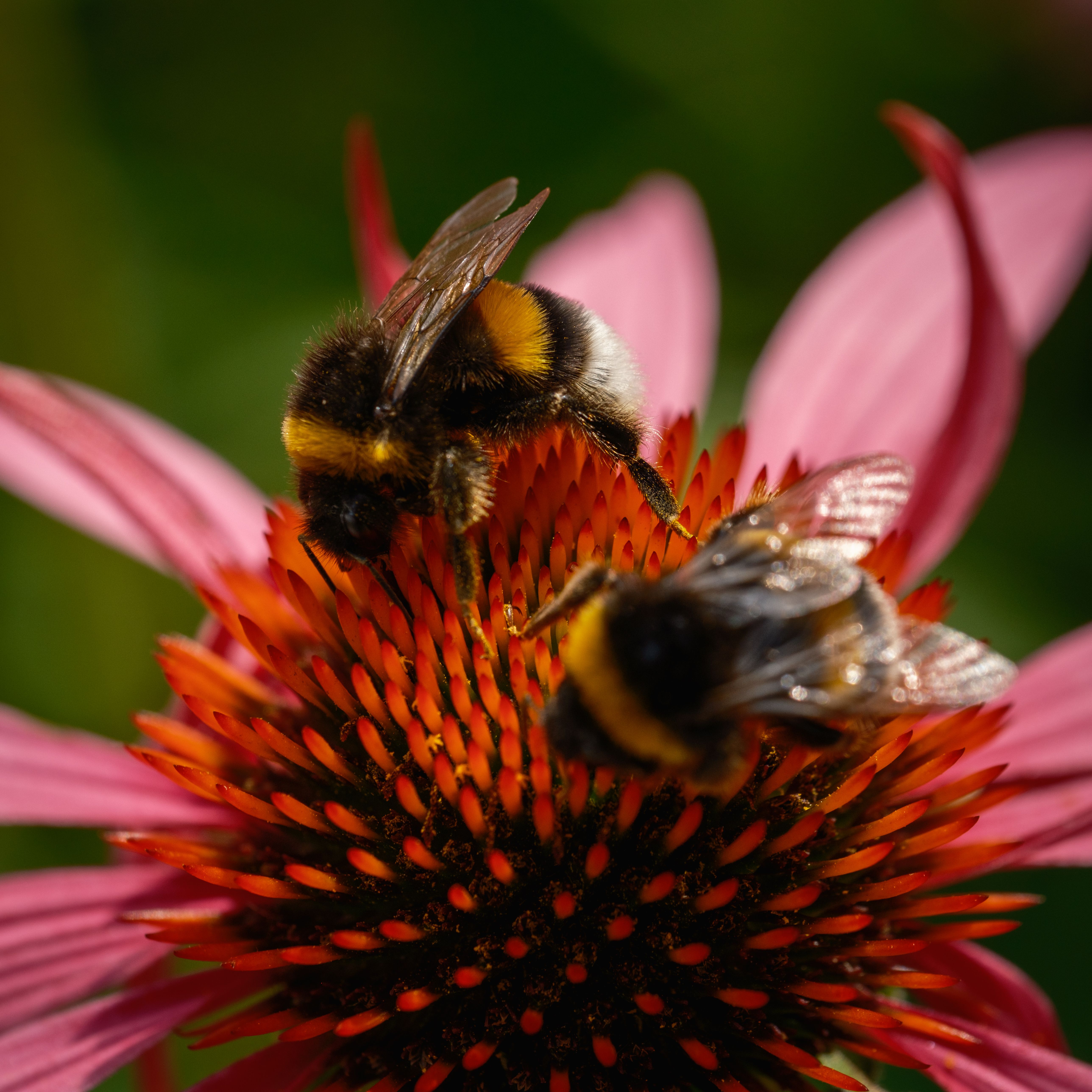 Bee On Flower · Free Stock Photo