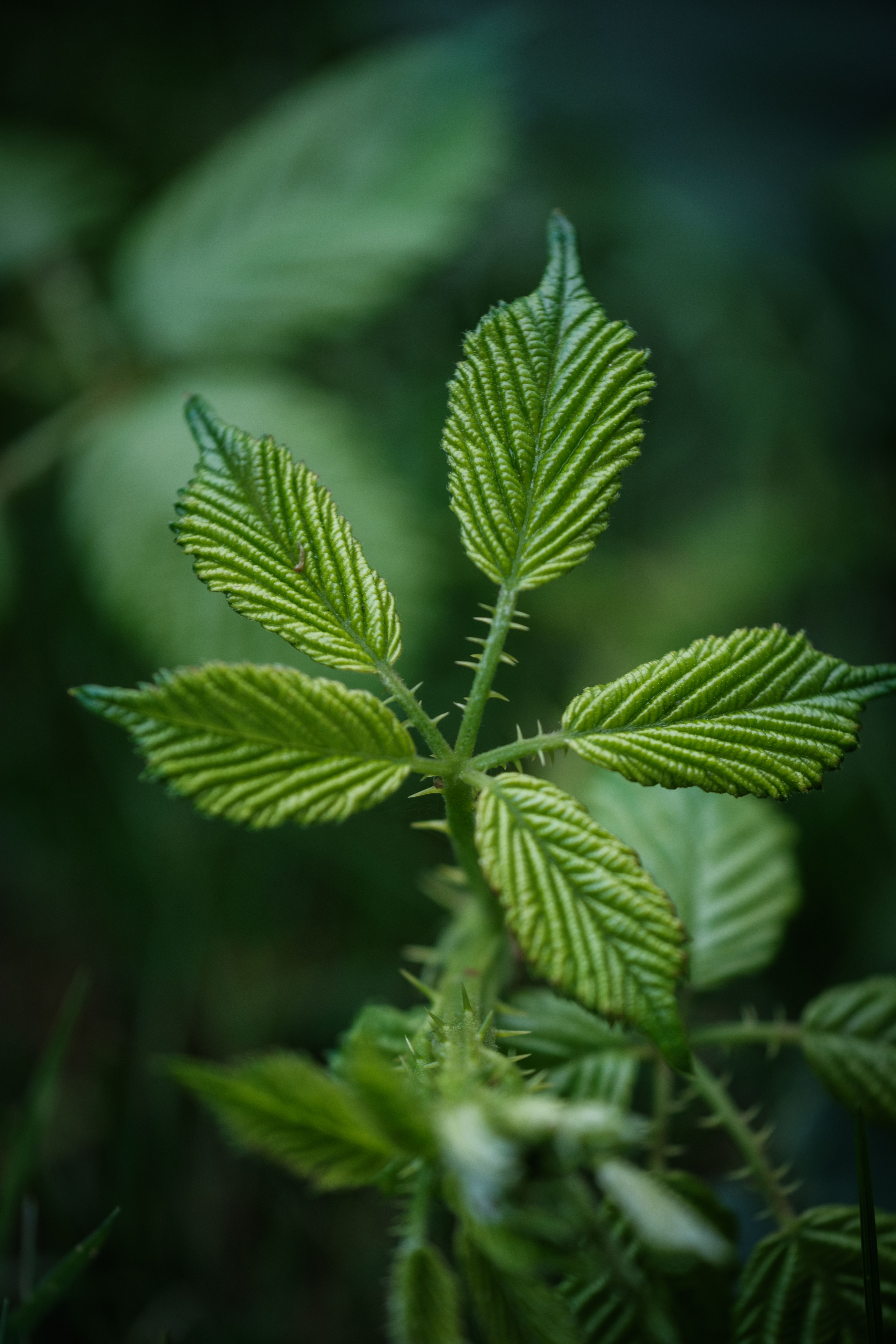 6.000+ beste Blaadjes foto's · 100% gratis downloaden · Pexels-stockfoto's