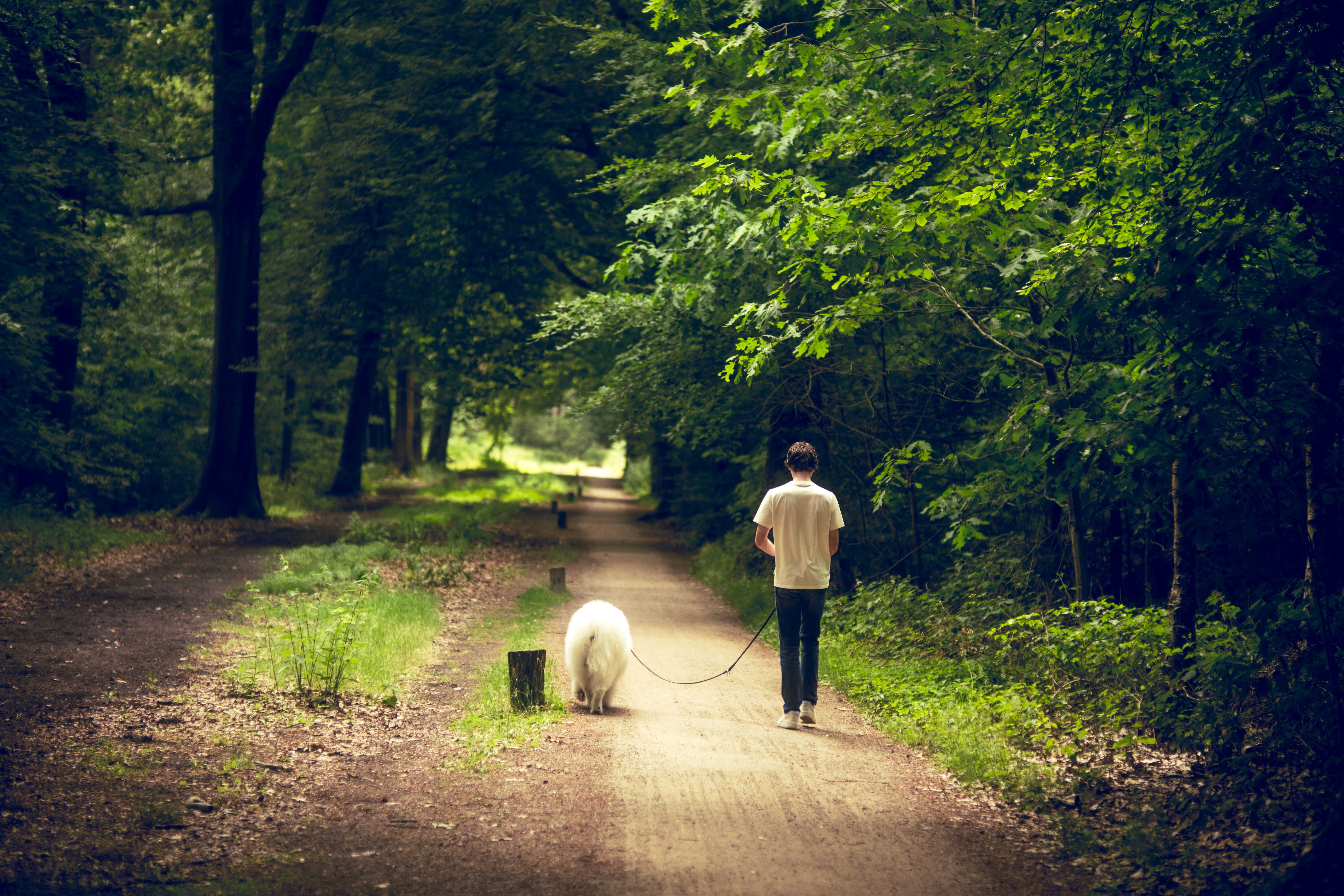 Samoyed In Nature Photos, Download The BEST Free Samoyed In Nature ...