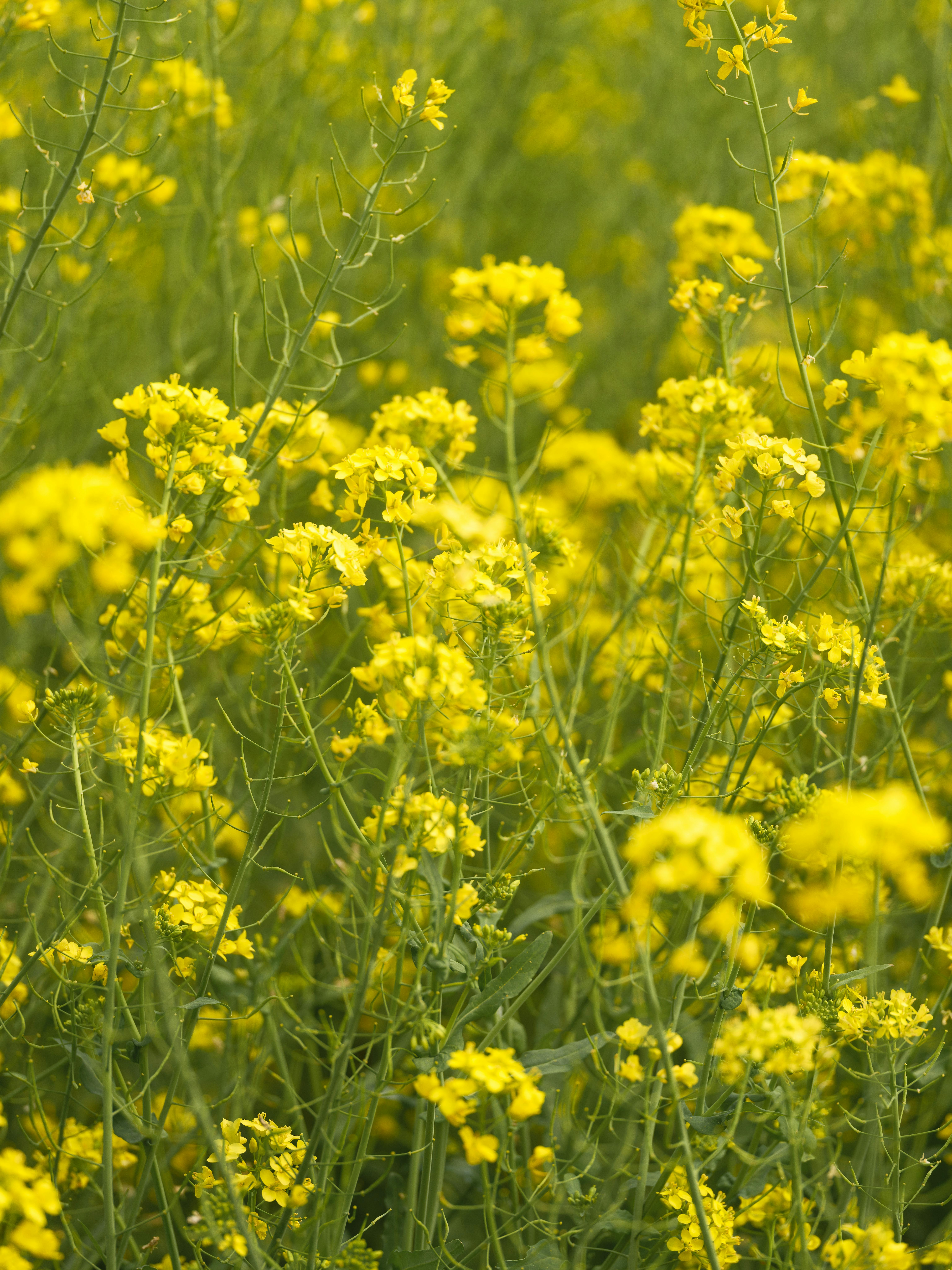 Canola Field Photos, Download The BEST Free Canola Field Stock Photos ...