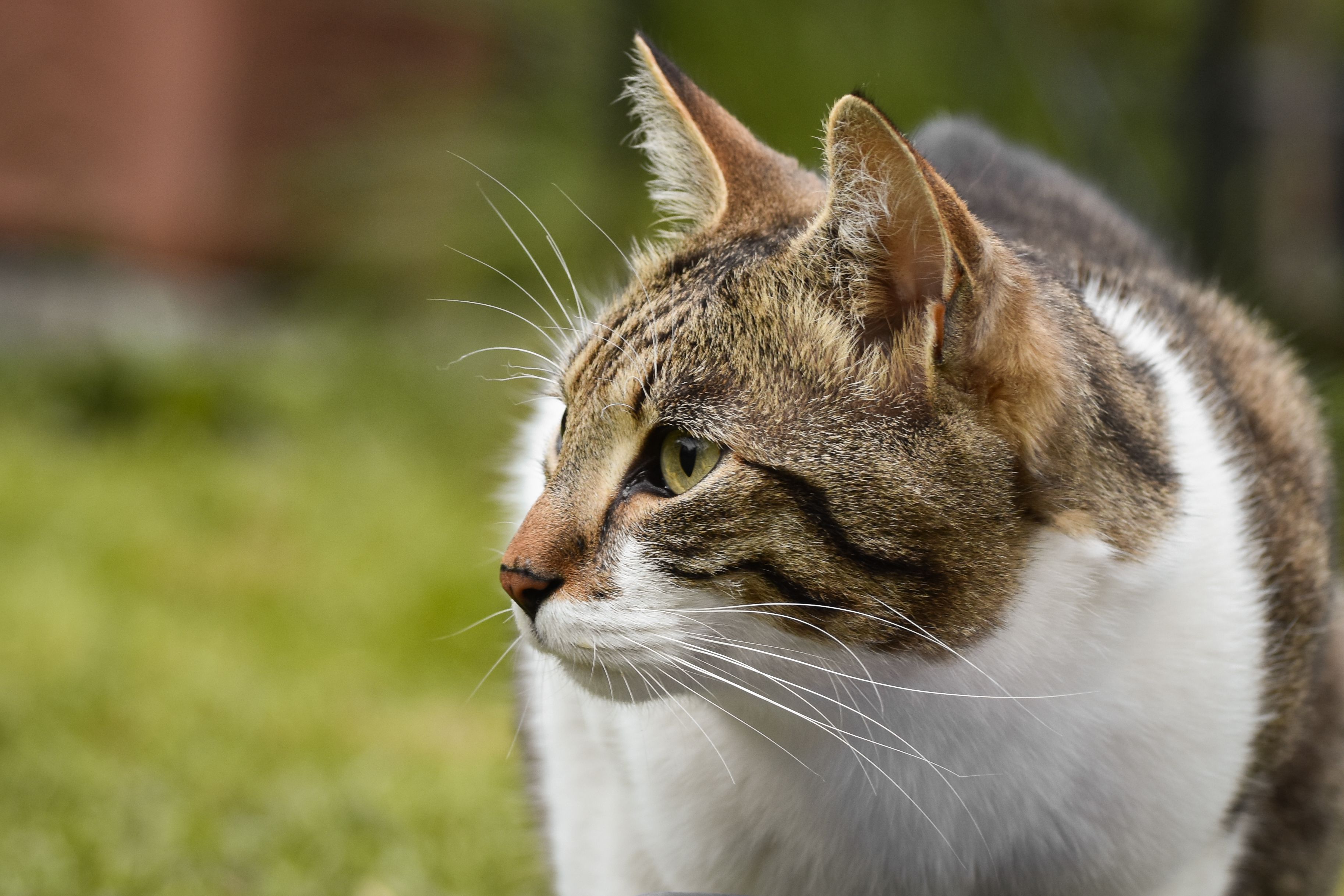 Focused Predator Photos, Download The BEST Free Focused Predator Stock ...