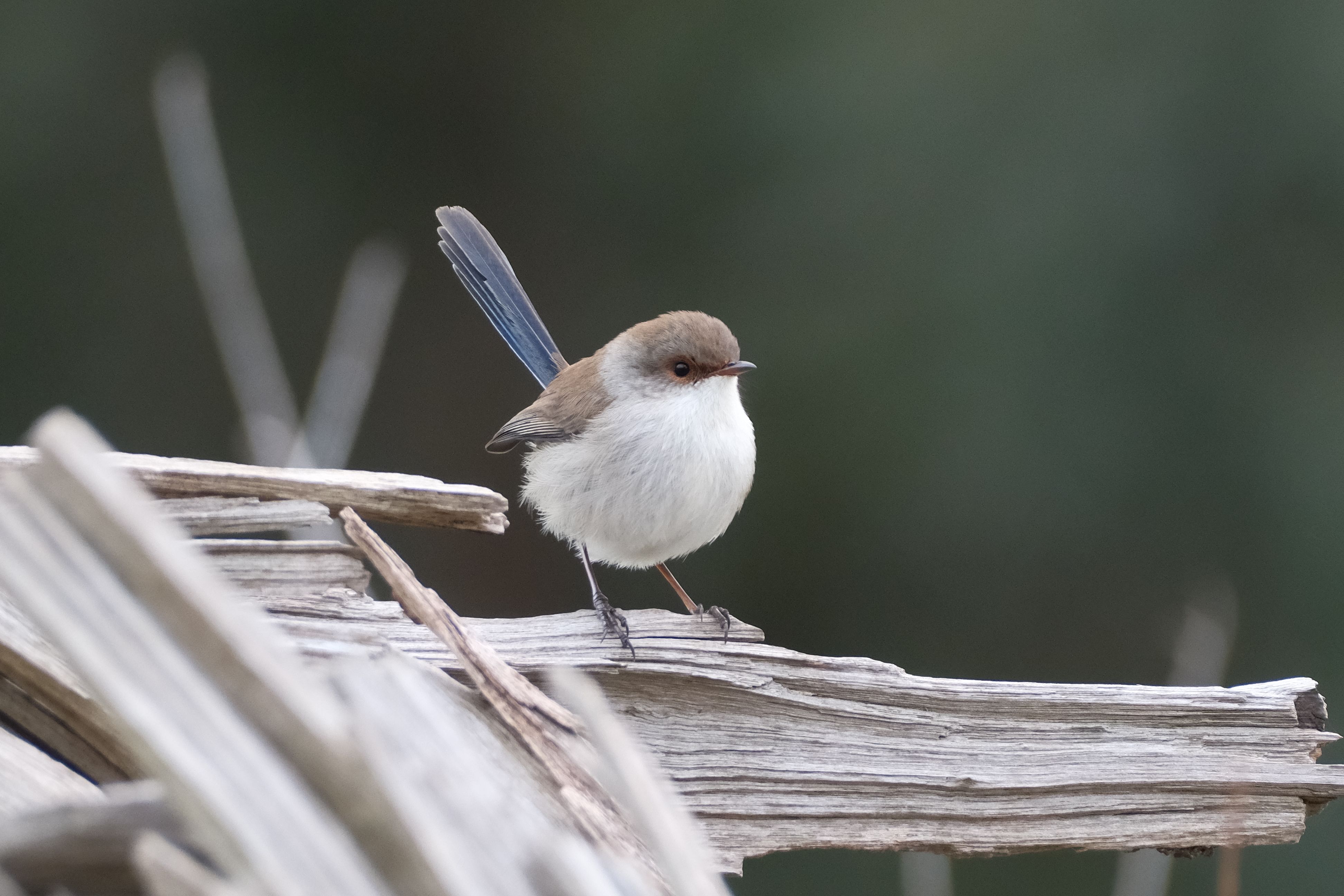 Female Superb Fairywren on Weathered Branch · Free Stock Photo