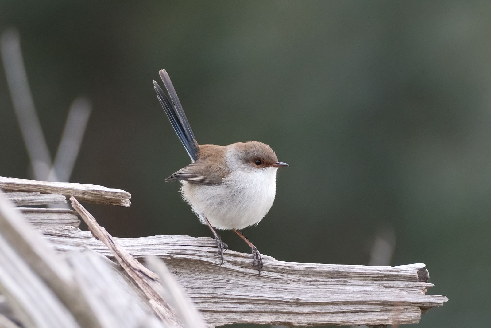 Blue Wren Photos, Download The BEST Free Blue Wren Stock Photos & HD Images