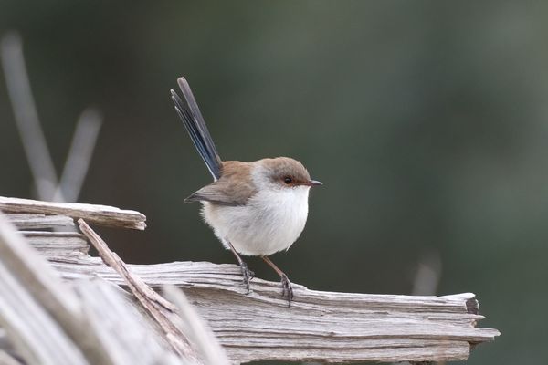 Blue Wren Photos, Download The BEST Free Blue Wren Stock Photos & HD Images