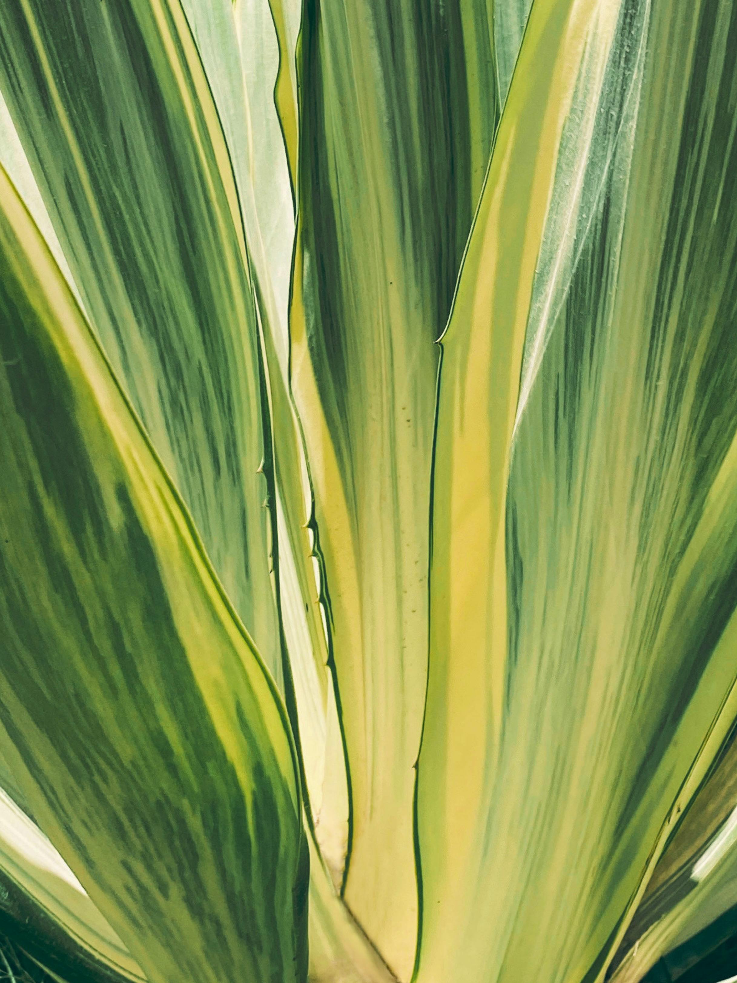 Plants Without Background Photos, Download The BEST Free Plants Without ...