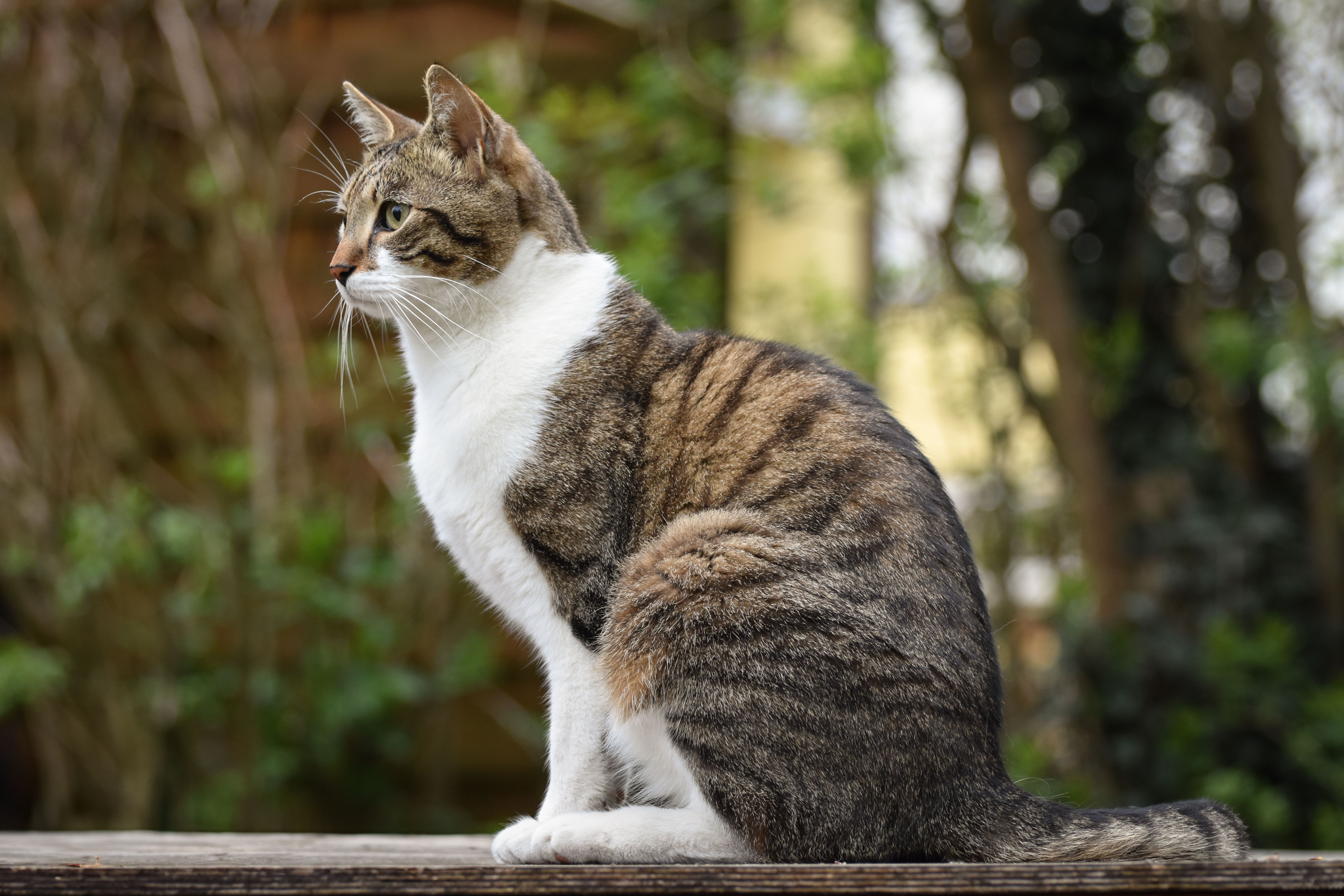 Adorable Domestic Cat Sitting Outdoors · Free Stock Photo