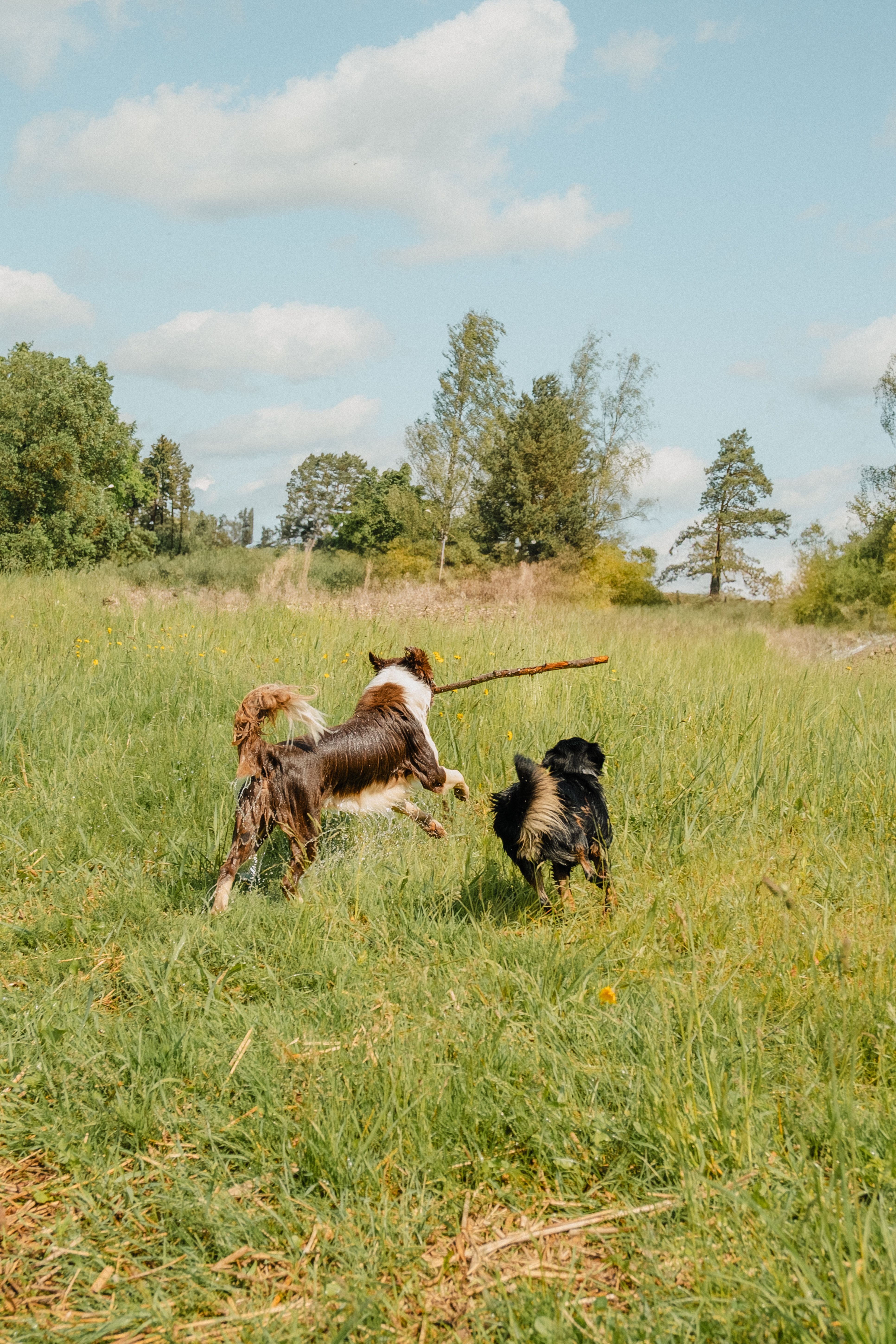 Dogs Playing with Stick in Sunny Meadow · Free Stock Photo